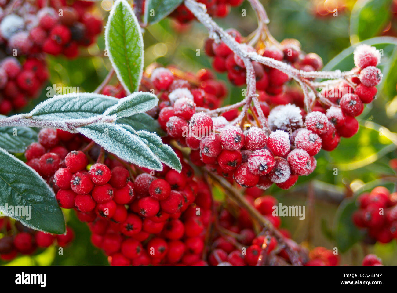 large cluster of red berries covered in frost Stock Photo - Alamy