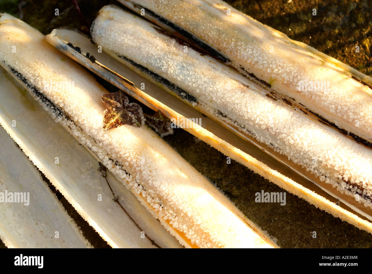 shells covered in frost with early morning light shining on them Stock ...