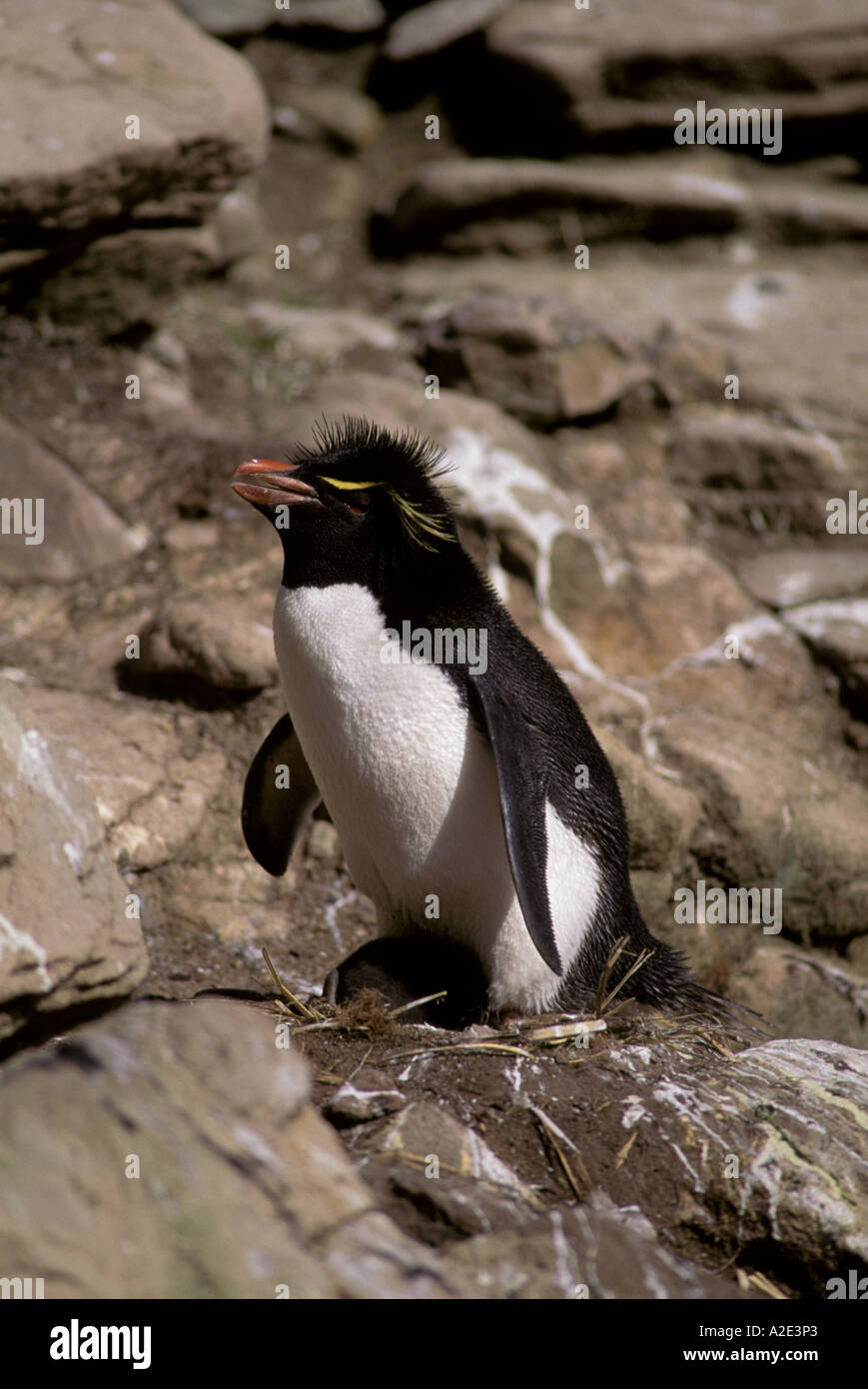 Antarctica, Sub-Antarctic Islands, South Georgia. Rock-hopper Penguin ...