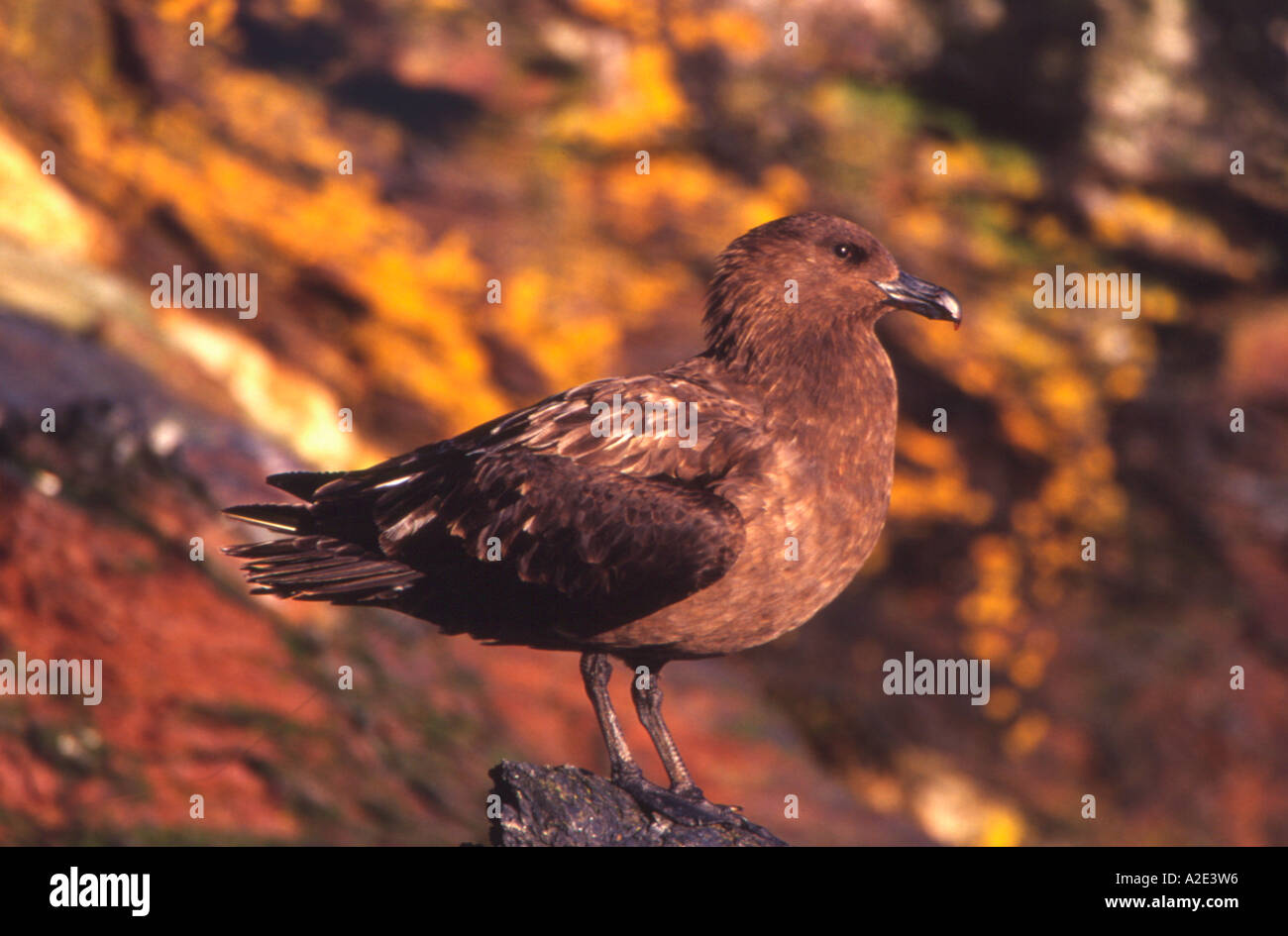 Cooper Island, South Georgia: Antarctic Skua (Catharacta Antarctica Stock Photo - Alamy