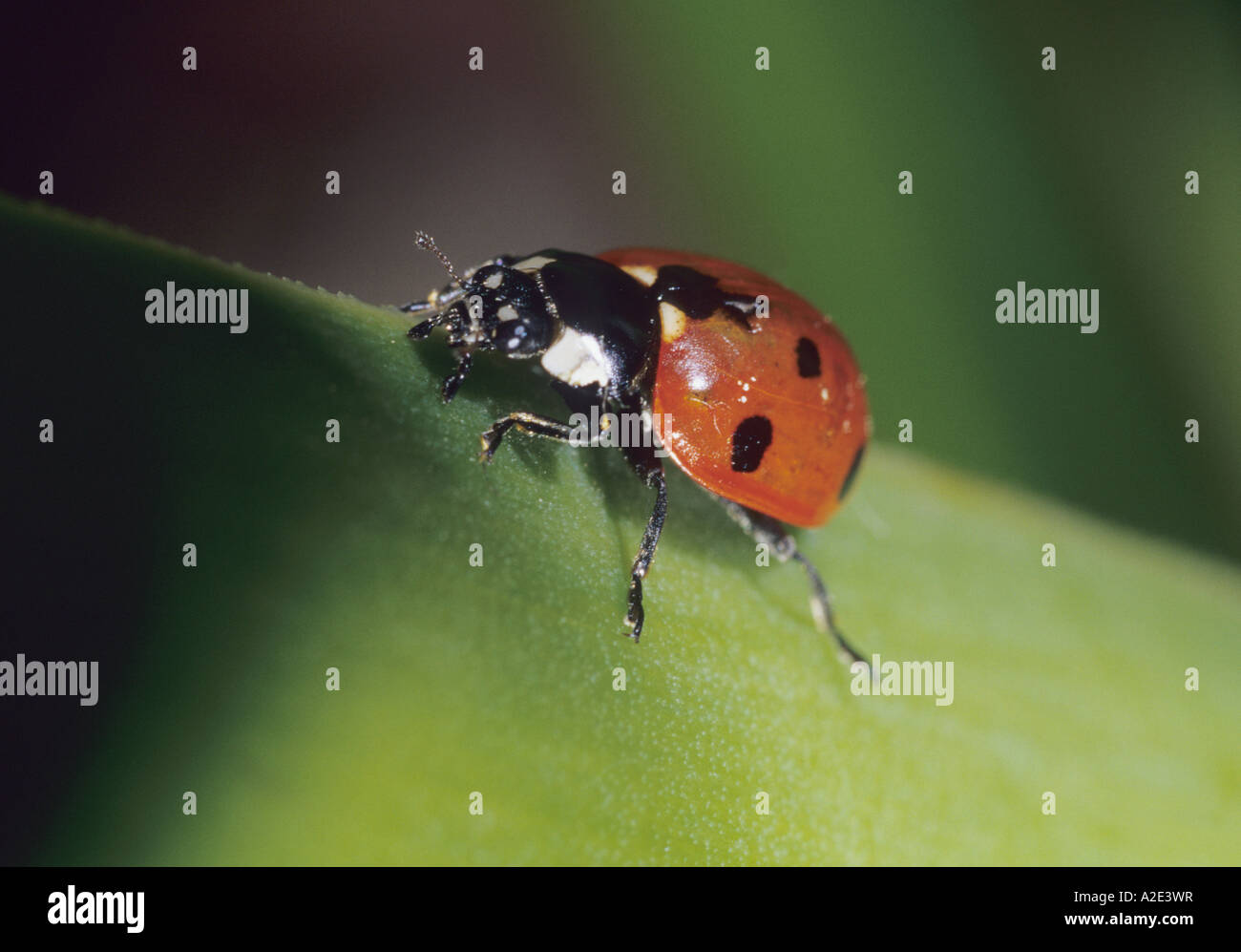 7-Spot Ladybird (Coccinella 7-punctata) in the uk Stock Photo - Alamy