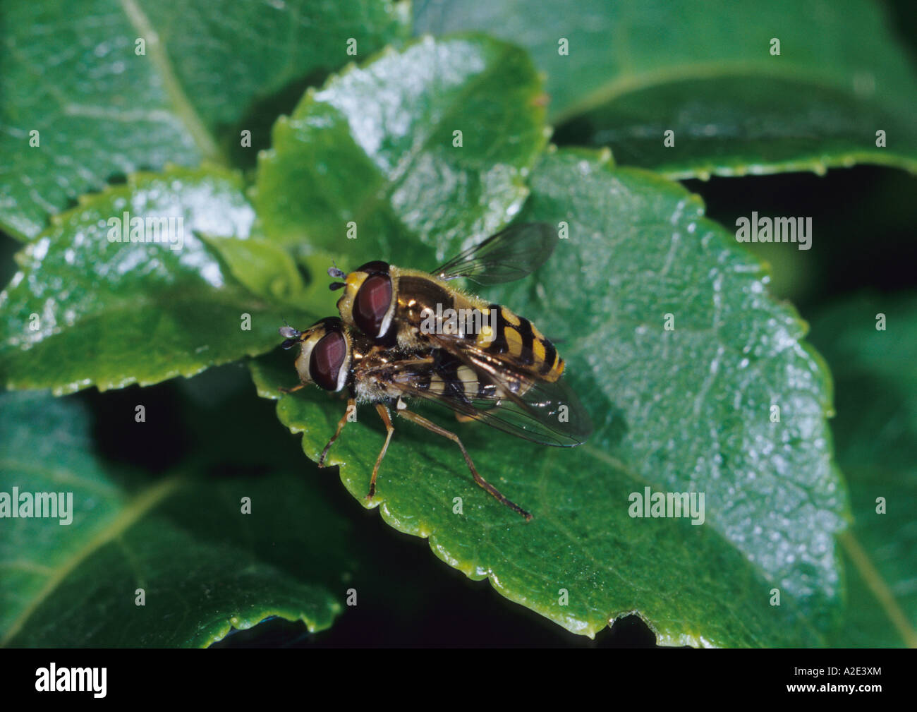 Syrphus ribesii mating hi-res stock photography and images - Alamy