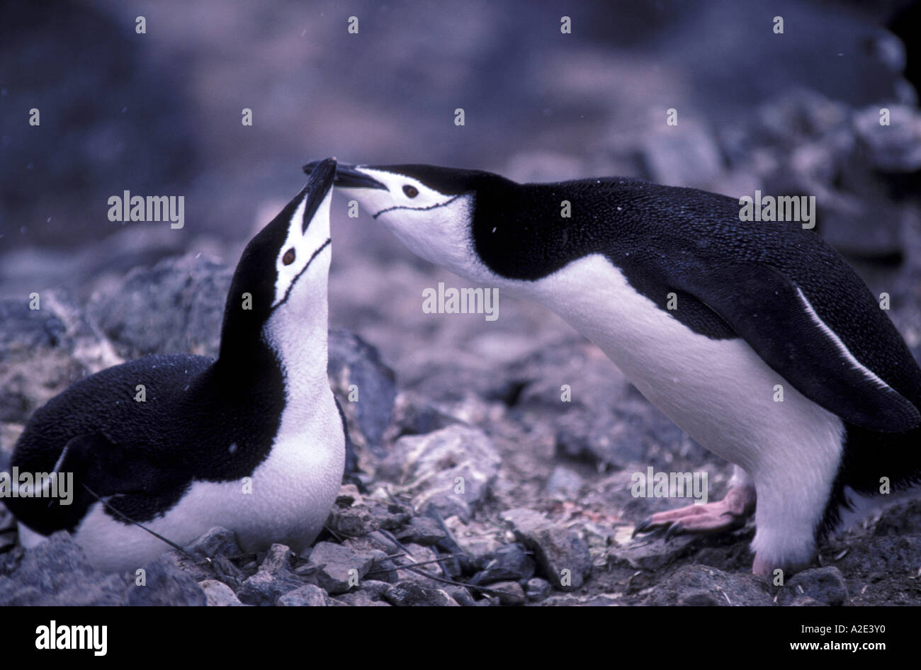 Antarctica. Chinstrap penguin pair, courtship display, nesting Stock ...