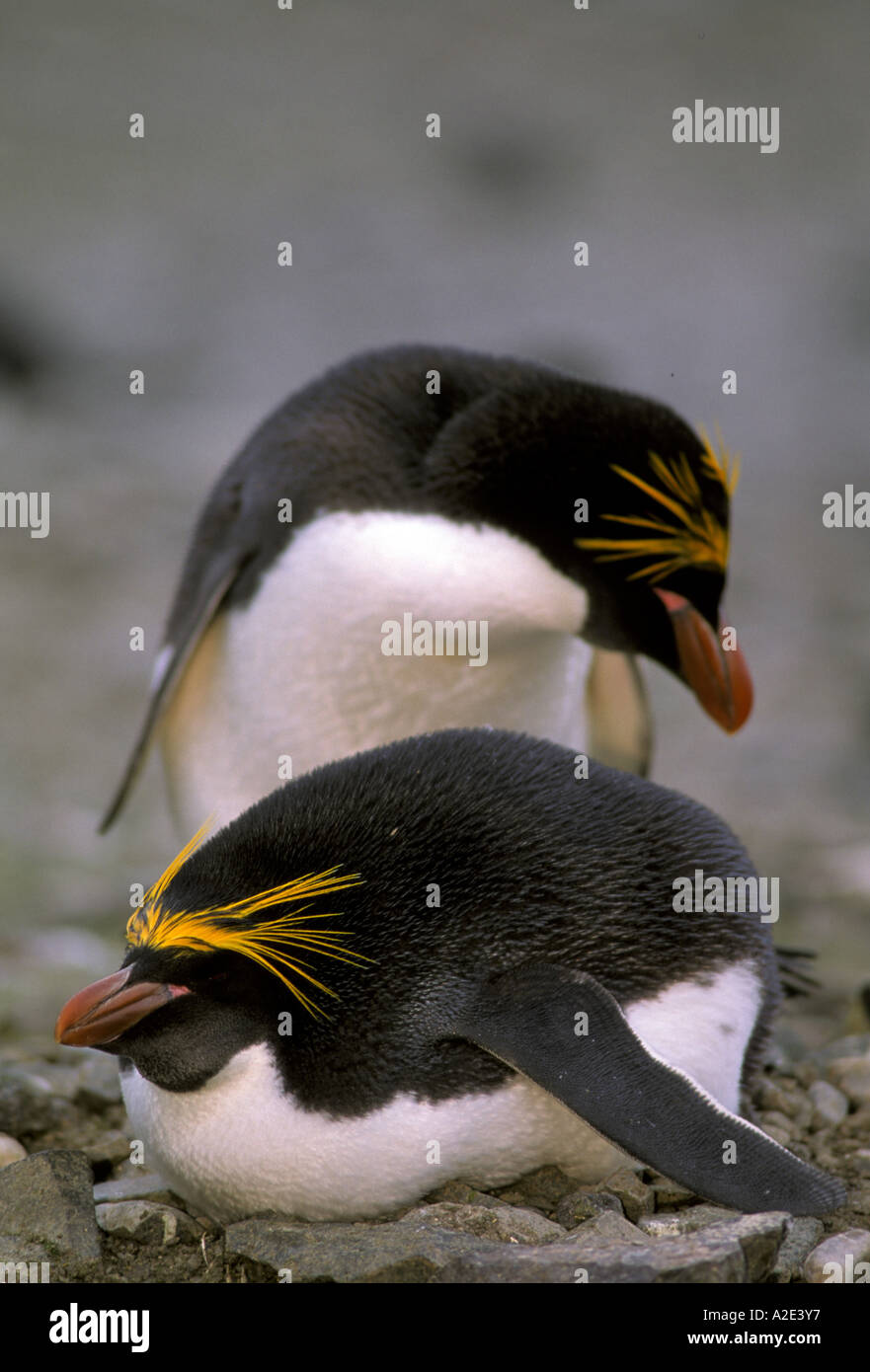 Antarctica. Macaroni Penguins Stock Photo - Alamy