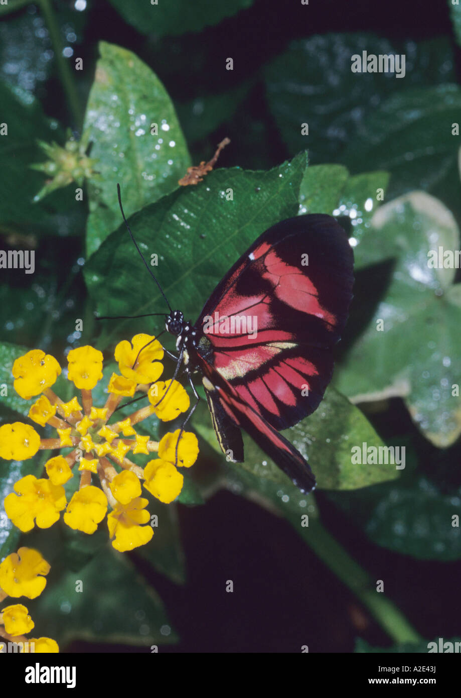 Heliconius tropical butterfly Stock Photo - Alamy