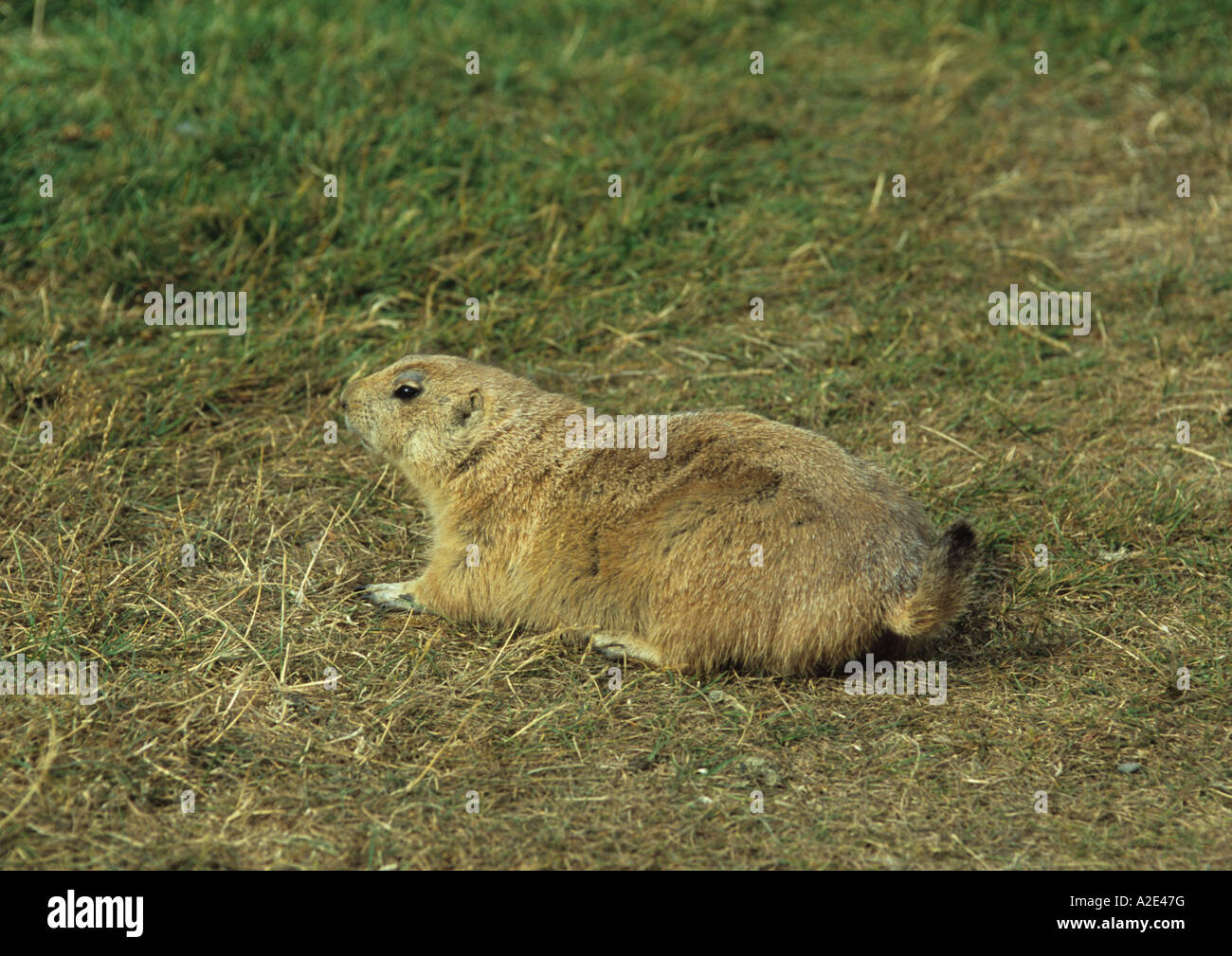 Prairie pest hi-res stock photography and images - Alamy