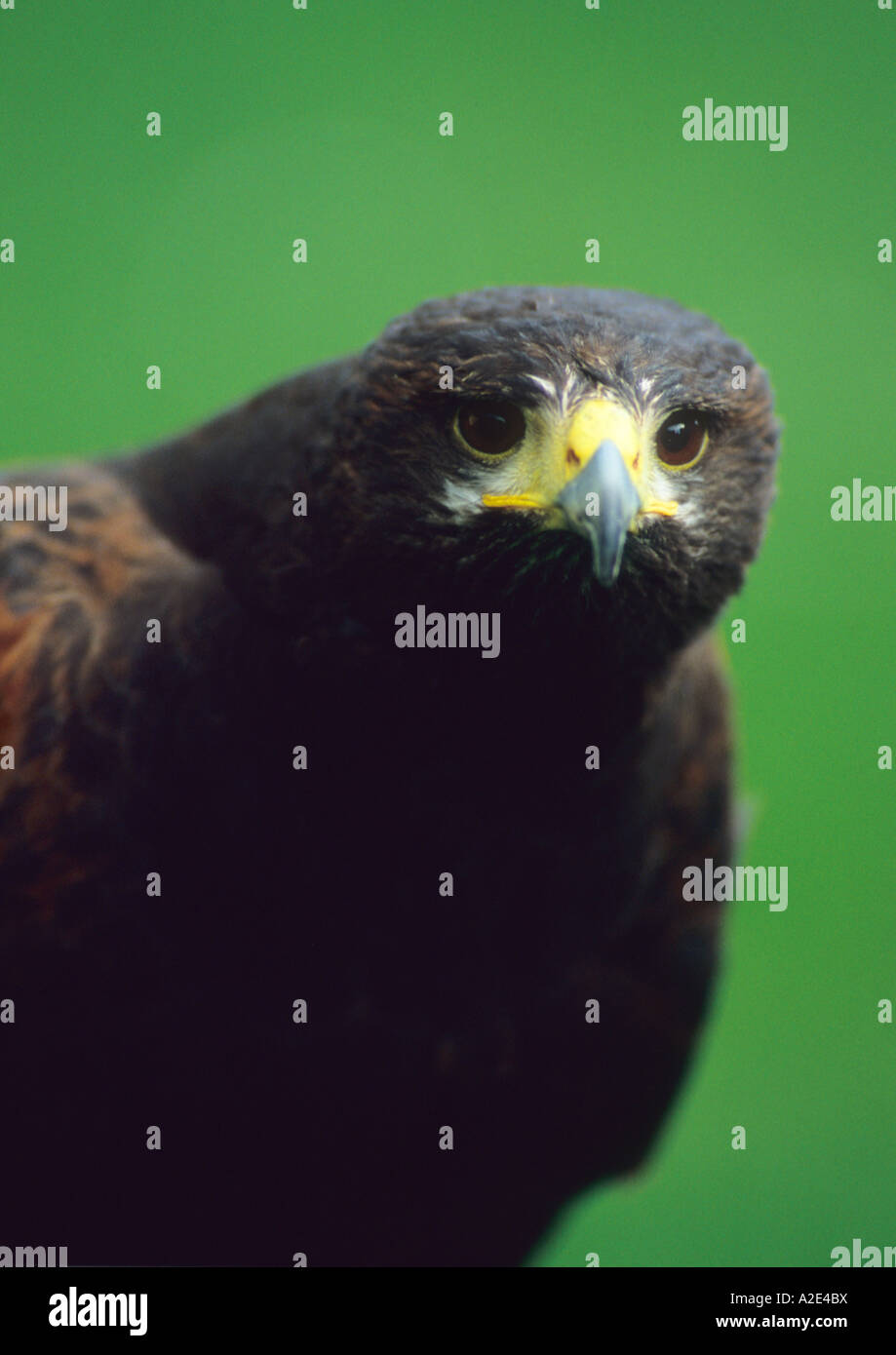 Harris Hawk Close Up in the uk Stock Photo - Alamy