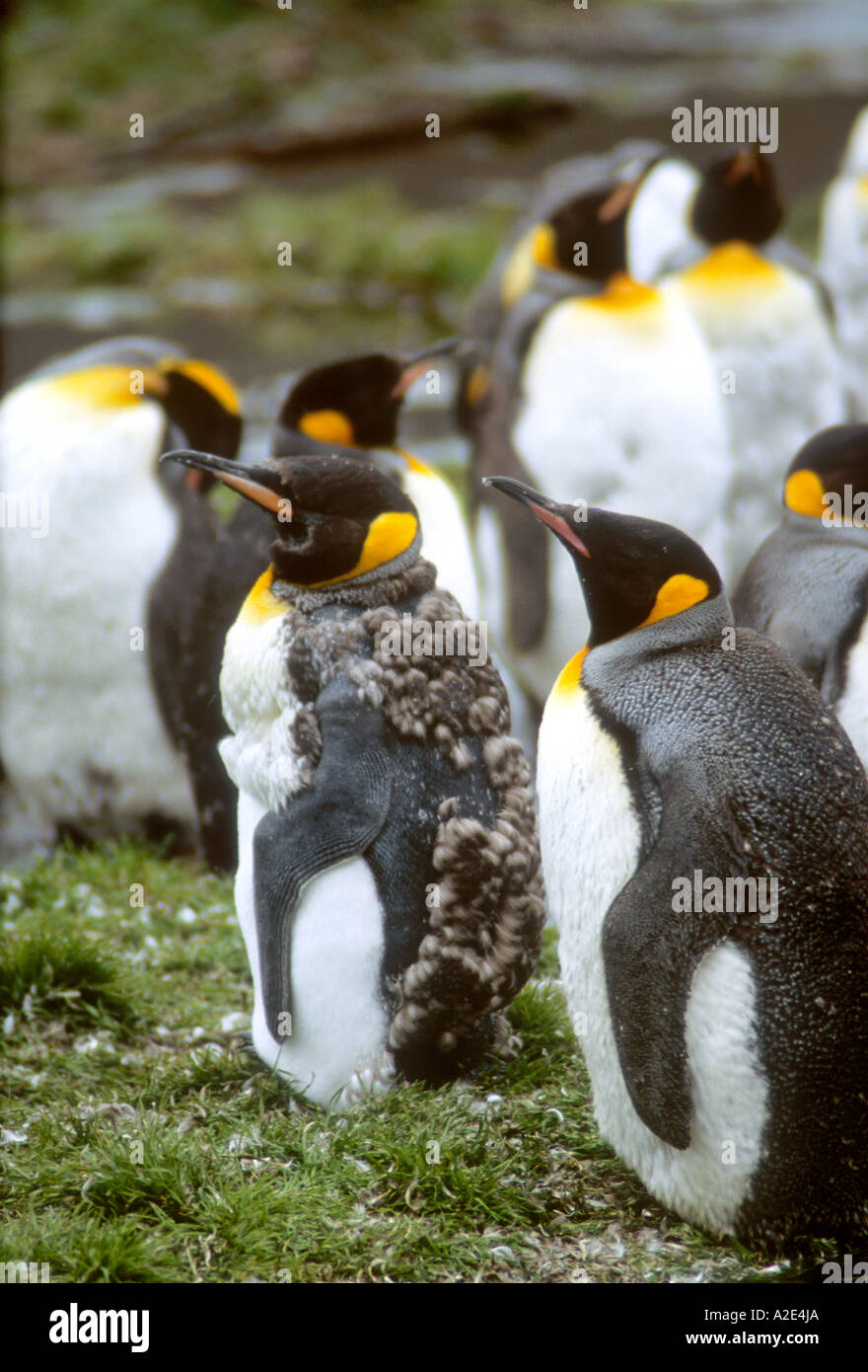 Stages of molting king penguins on grass in Grytviken, South Georgia ...