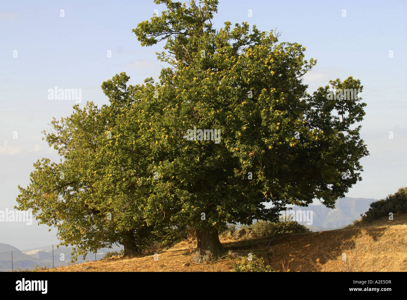 A chestnut tree growing in Andalucia Spain Picture by Andrew Hasson ...