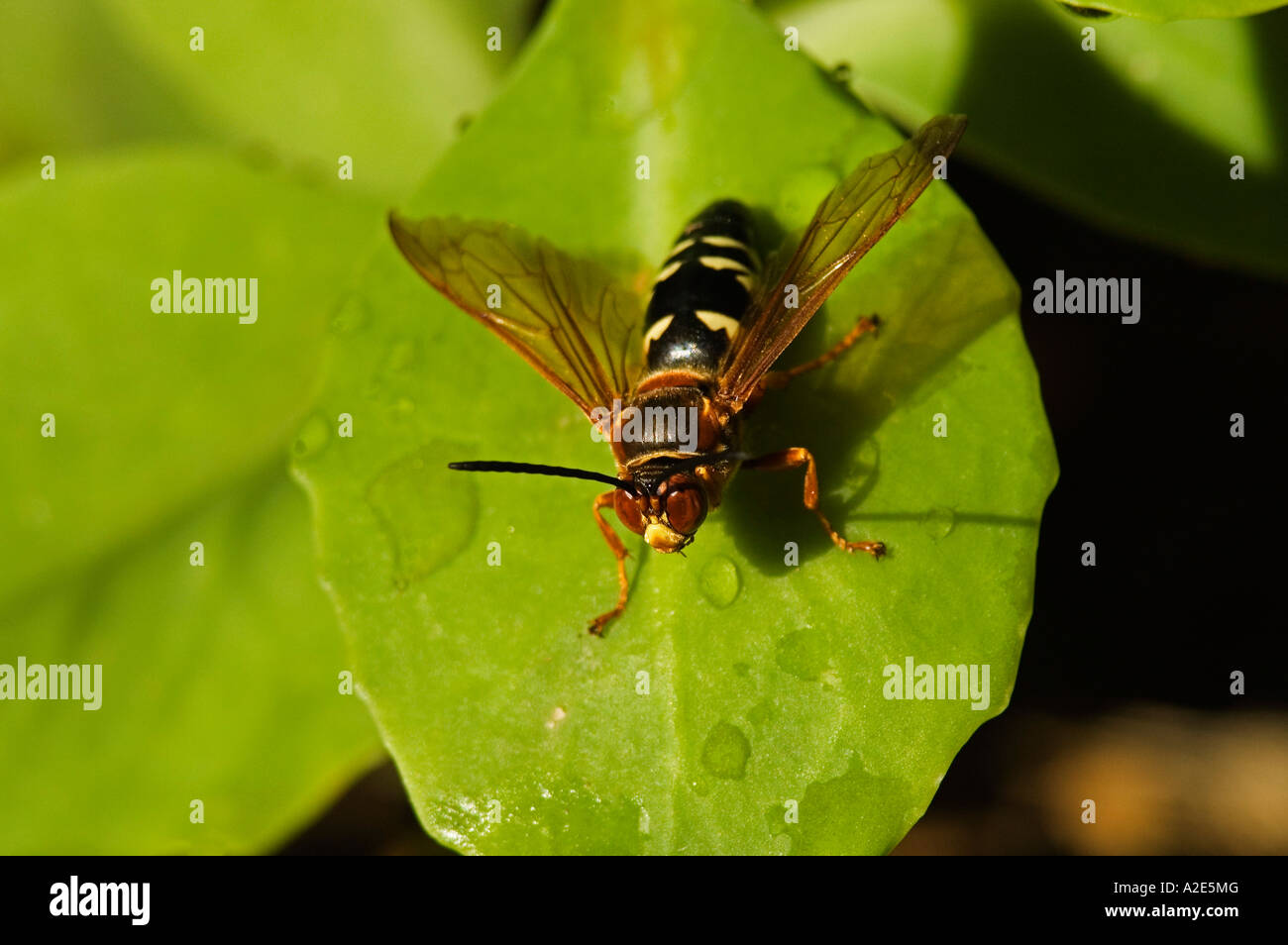 American Hoverfly Eupeodes americanus Stock Photo - Alamy