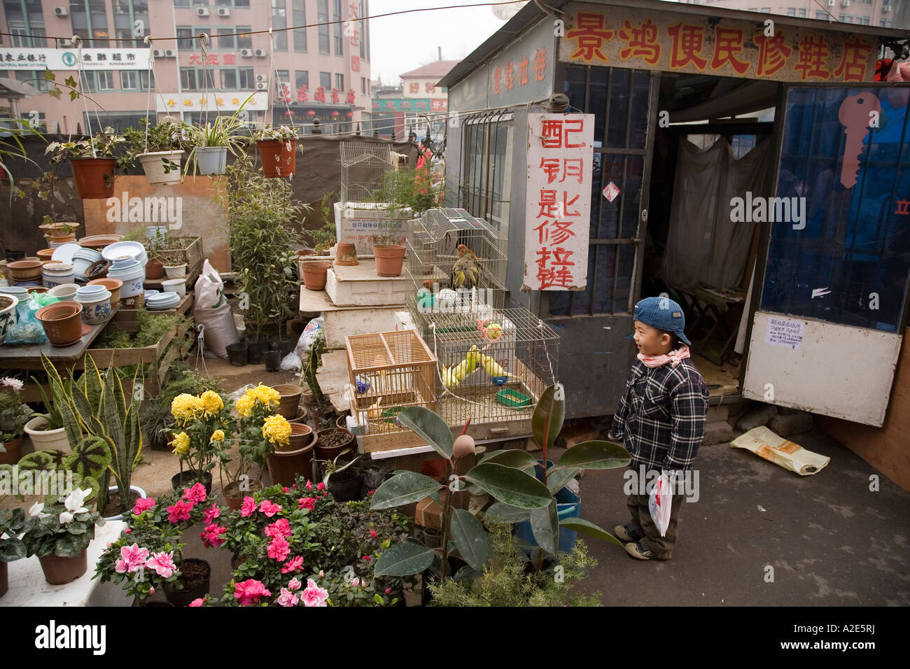 A boy stares in wonder at caged birds in a Dalian market Stock Photo ...