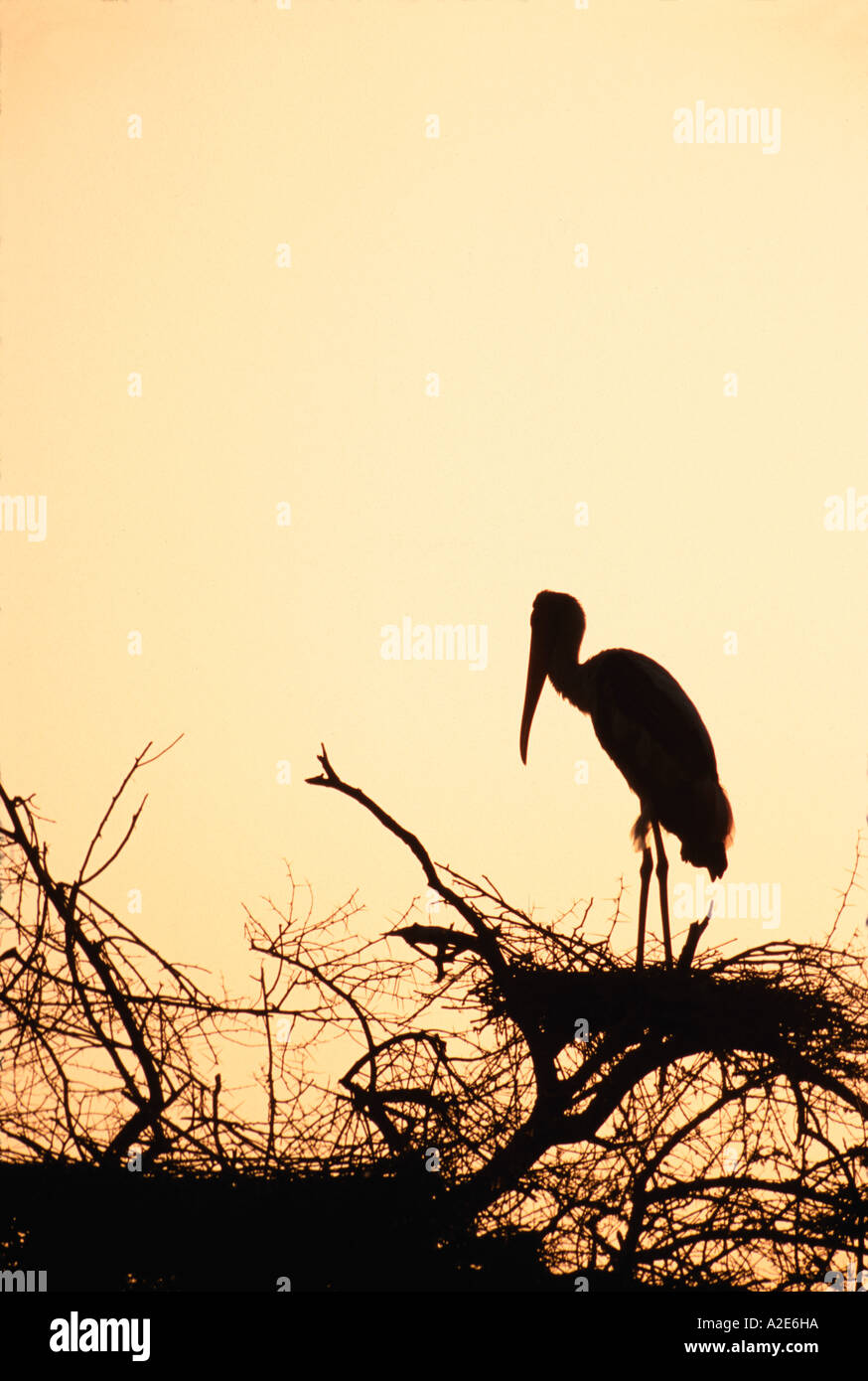 Painted Stork, Mycteria leucocephala, Bharatpur Nat'l Park, Haryana ...