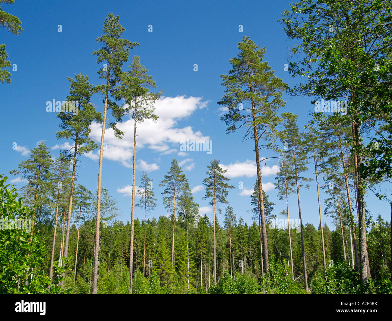 Gysinge hi-res stock photography and images - Alamy