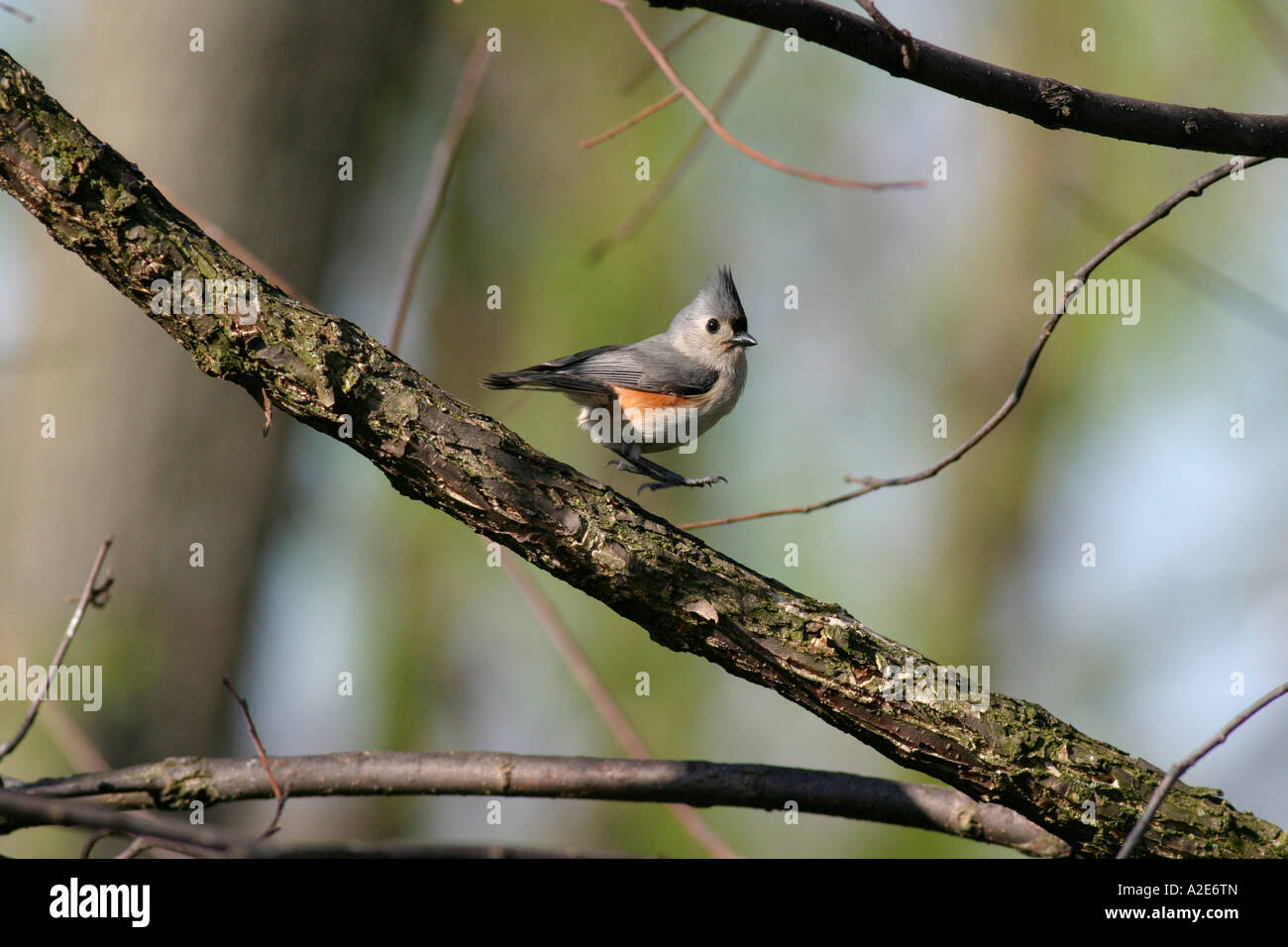 Tufted Titmouse airborne jumping off branch profile Stock Photo - Alamy