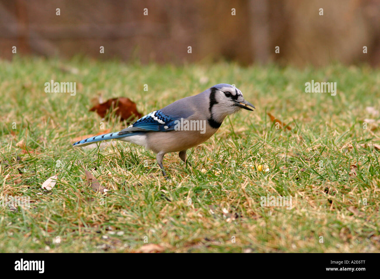 Blue Jay in grass eating corn, corn in beak Stock Photo - Alamy