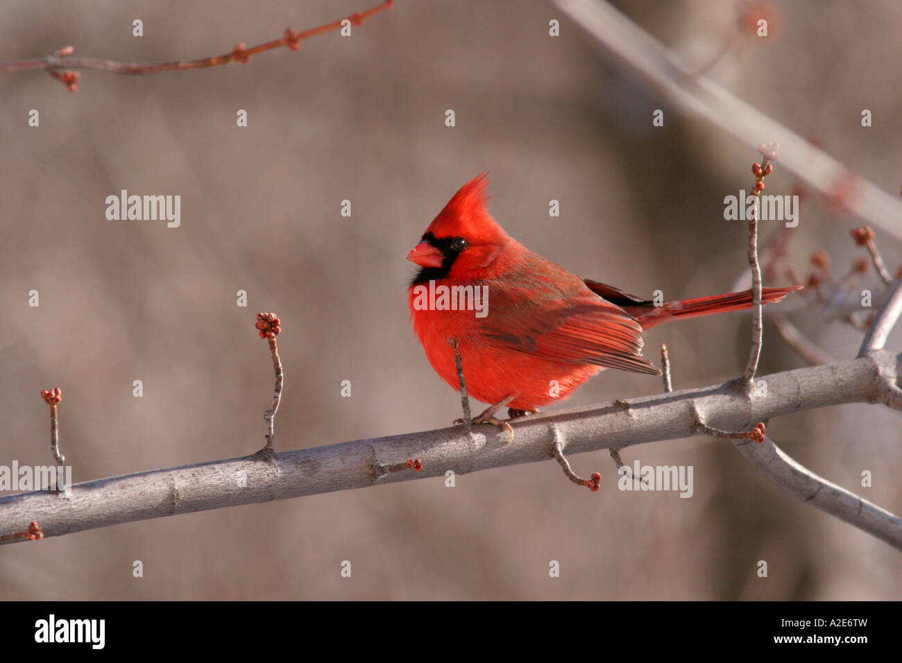 U s cardinal hi-res stock photography and images - Alamy