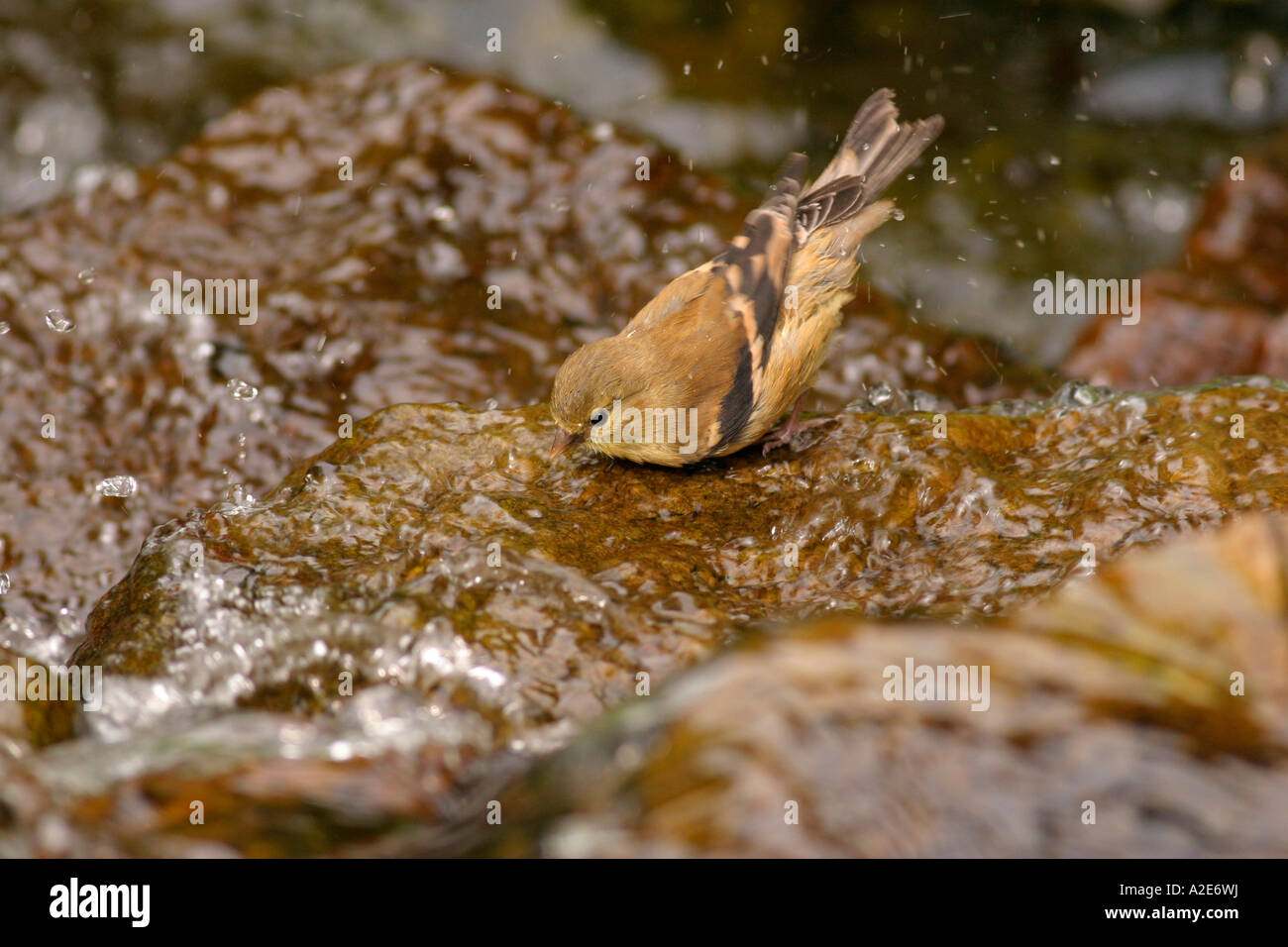 immature American Goldfinch taking a bath in backyard waterfall Stock ...