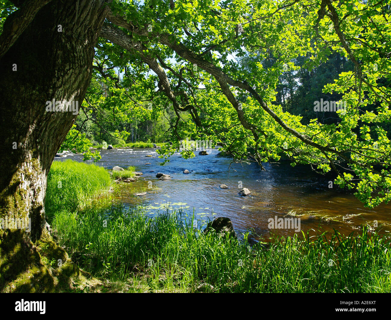 Gysinge, Färnebofjärdens national park Stock Photo - Alamy