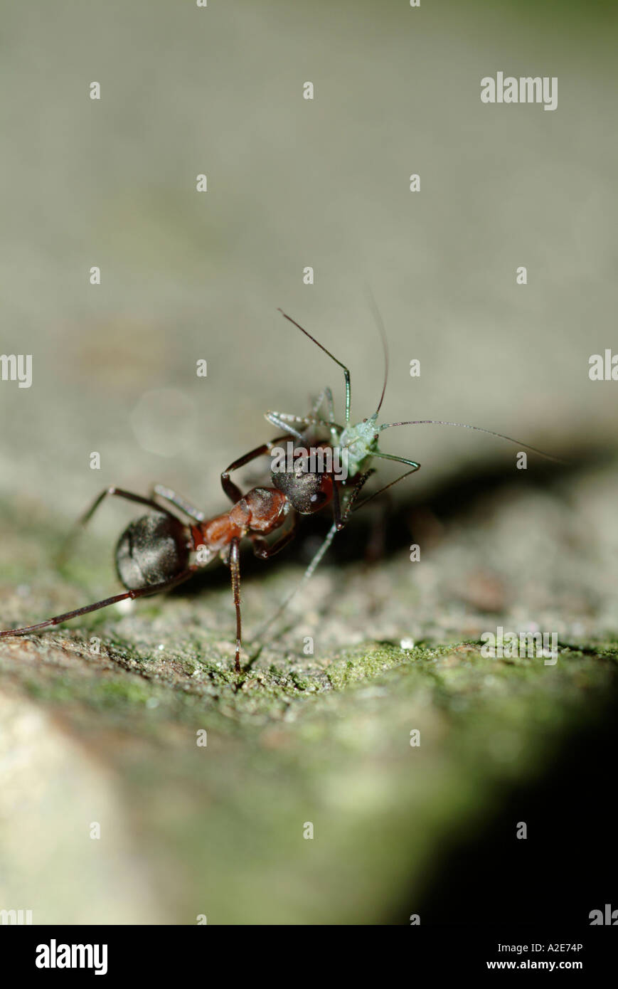 Killing aphids hi-res stock photography and images - Alamy