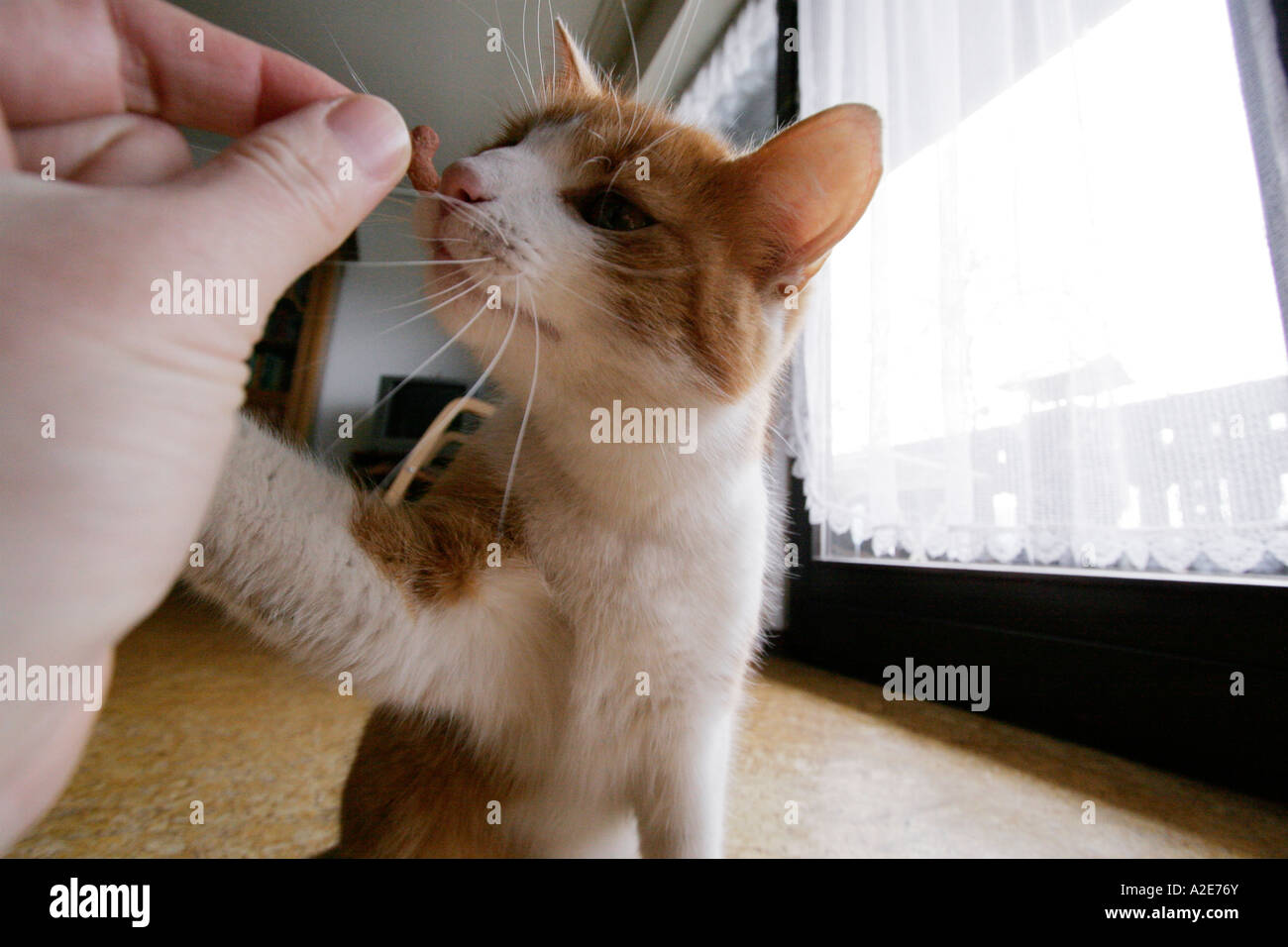 Hand feeding cat hi-res stock photography and images - Alamy