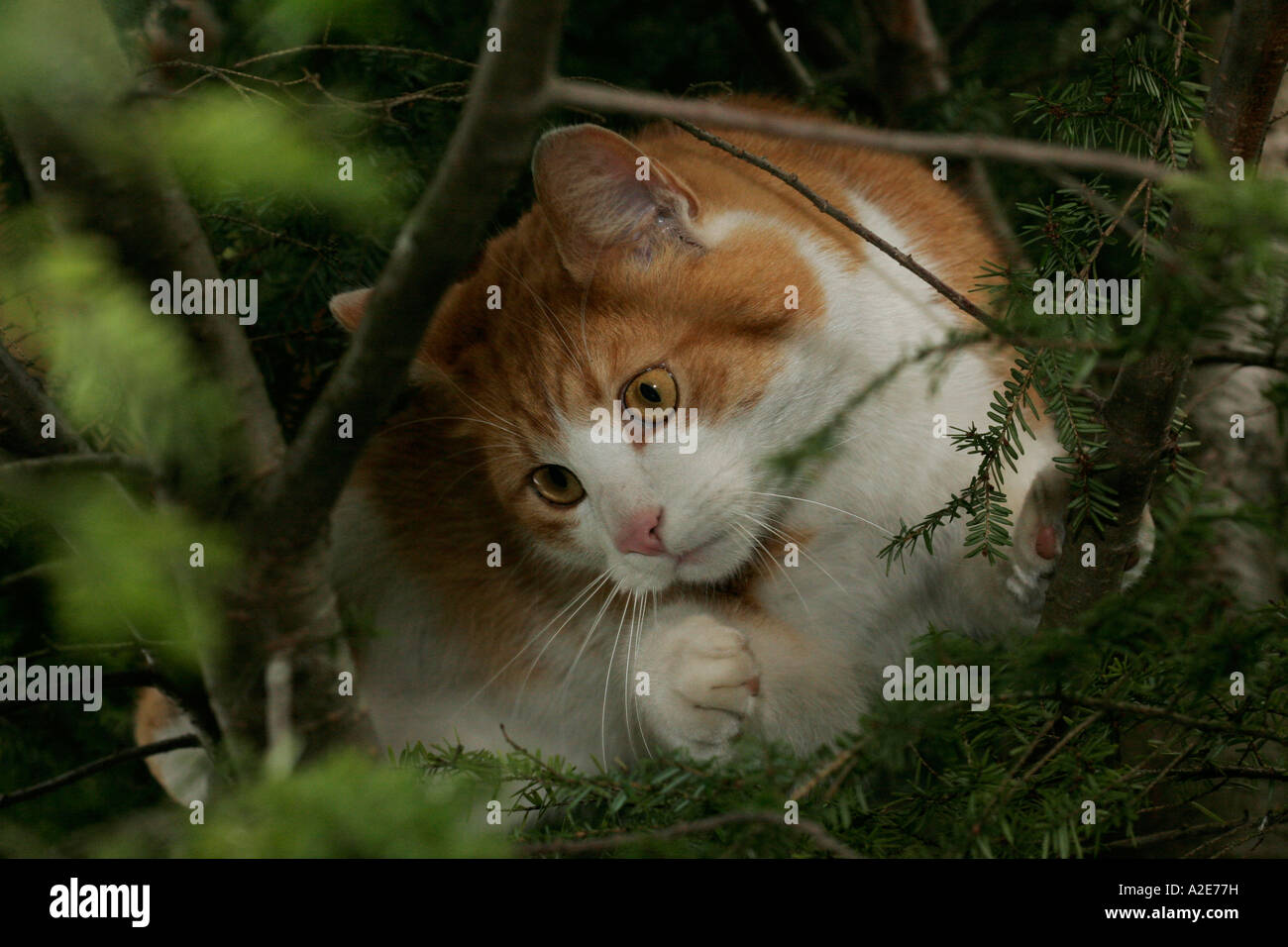 young cat climbing in a tree Stock Photo - Alamy