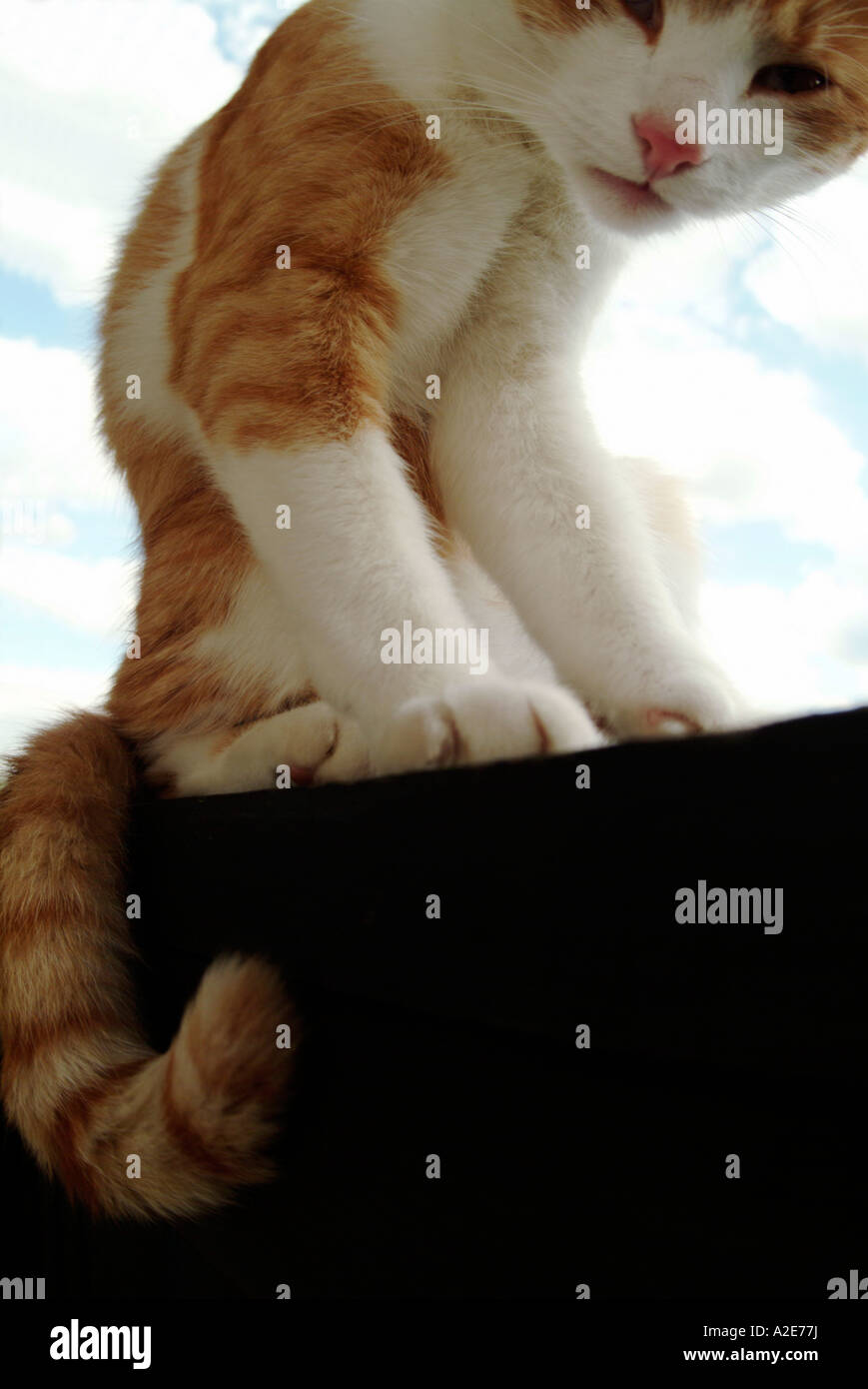 Cat sitting on a balcony Stock Photo - Alamy