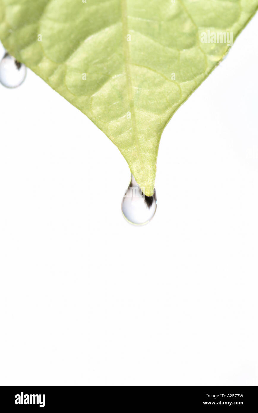 Water drop hanging from a leaf Stock Photo - Alamy