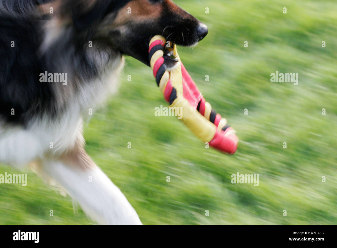Dog playing in the garden Stock Photo - Alamy