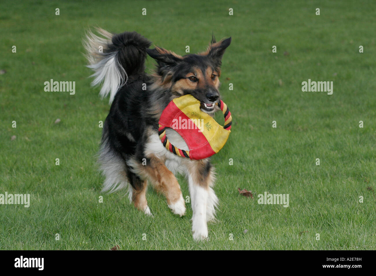 Dog playing in the garden Stock Photo - Alamy