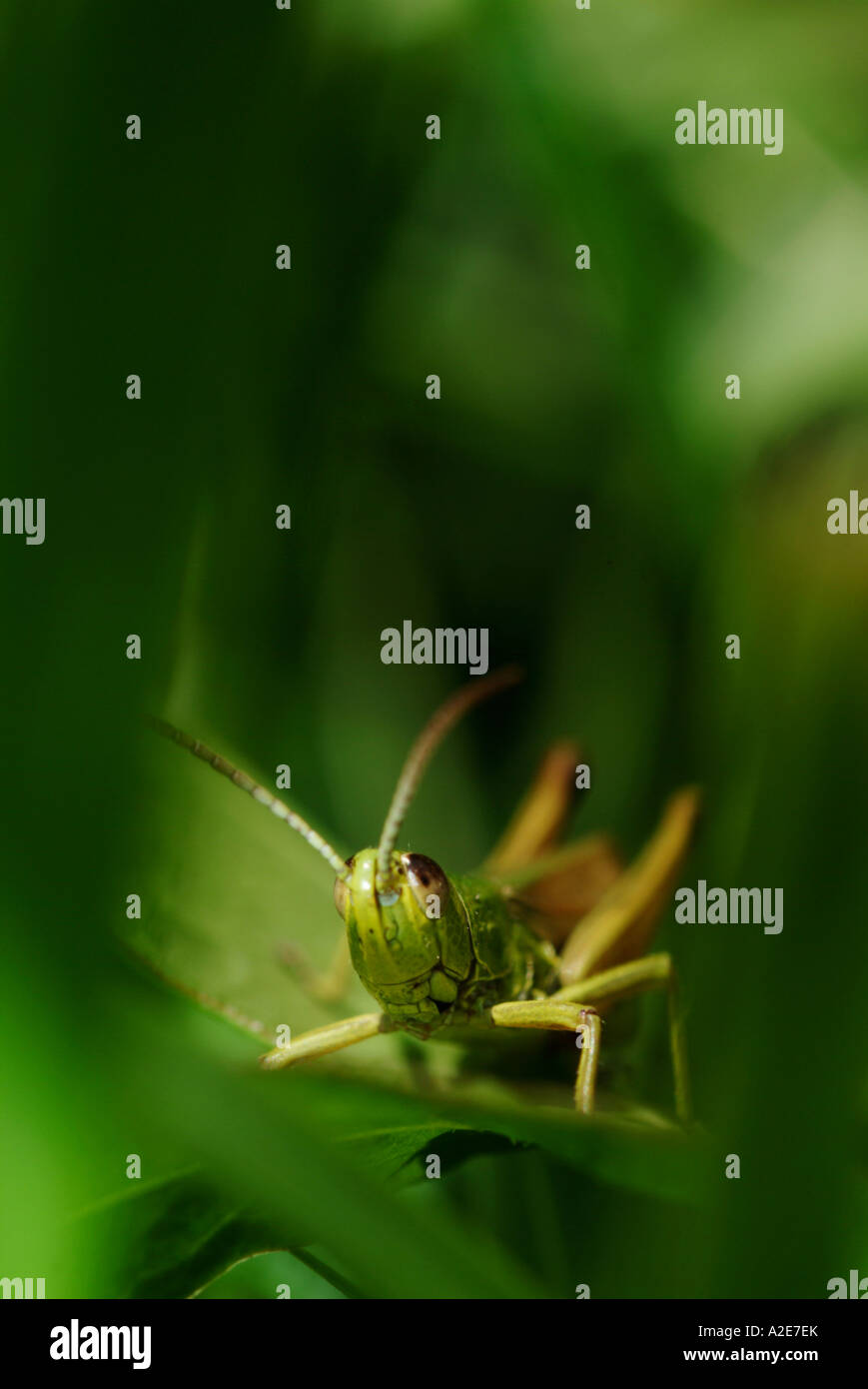 Portrait of a grasshopper sitting on a blade of grass. Bavaria, Germany ...