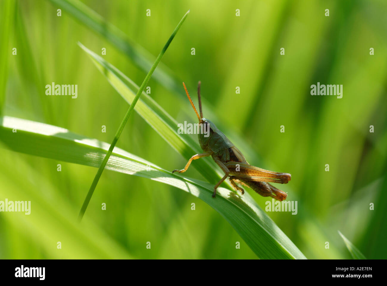 Meadow grasshopper grass hi-res stock photography and images - Alamy