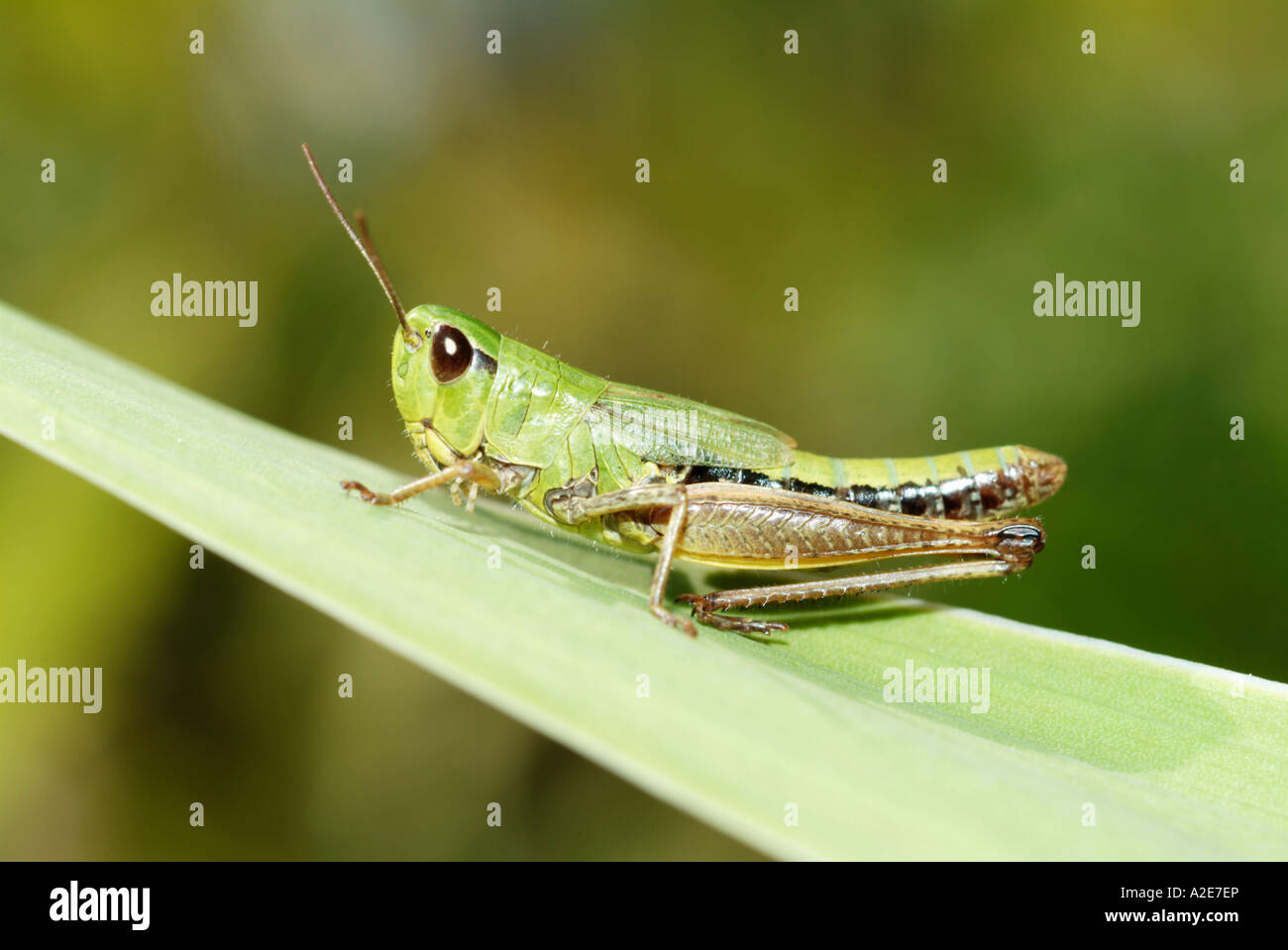 Grasshopper small insect sitting on hi-res stock photography and images ...