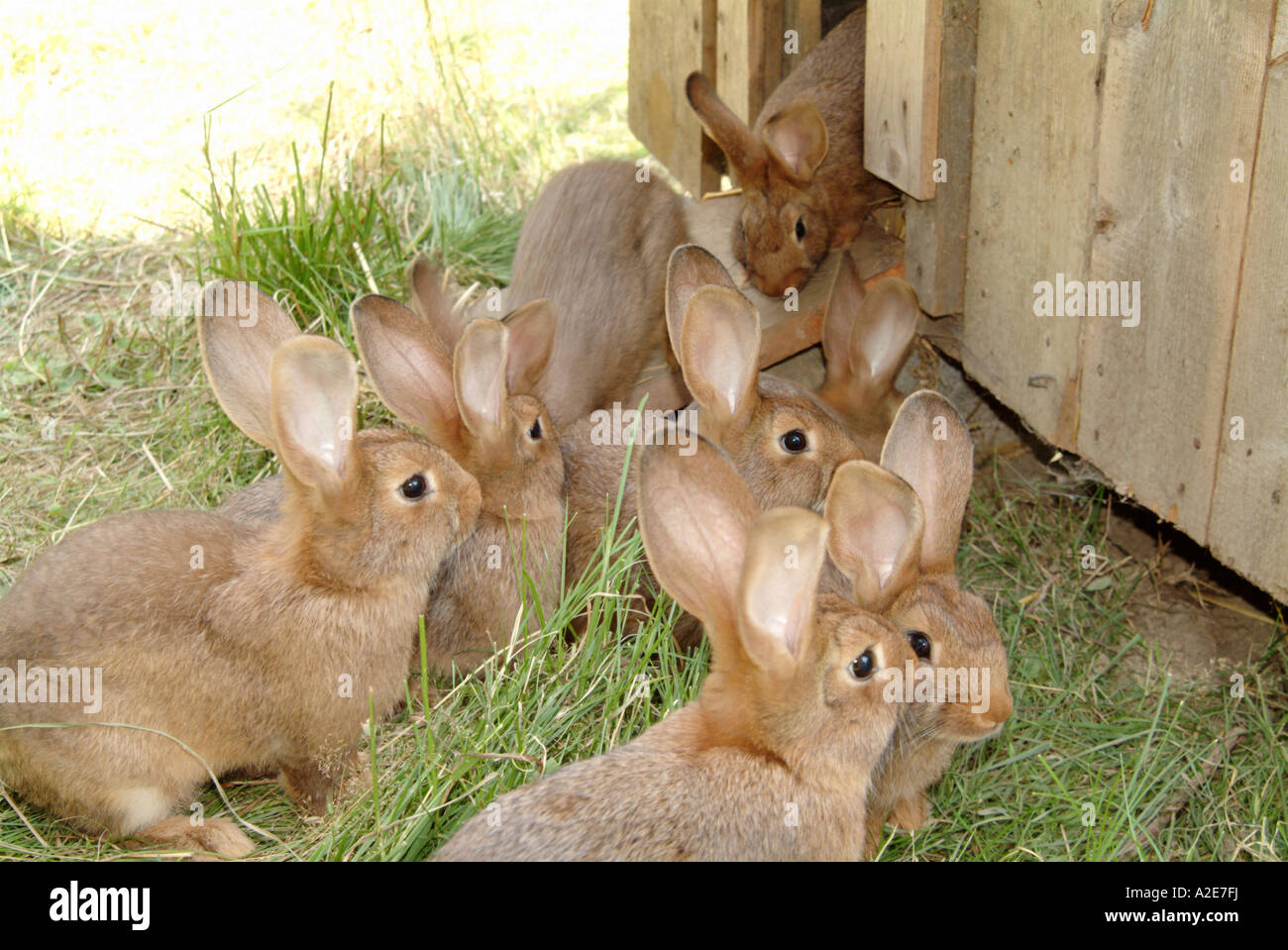 Rabbits near their stall. Bavaria, Germany, Europe Stock Photo - Alamy