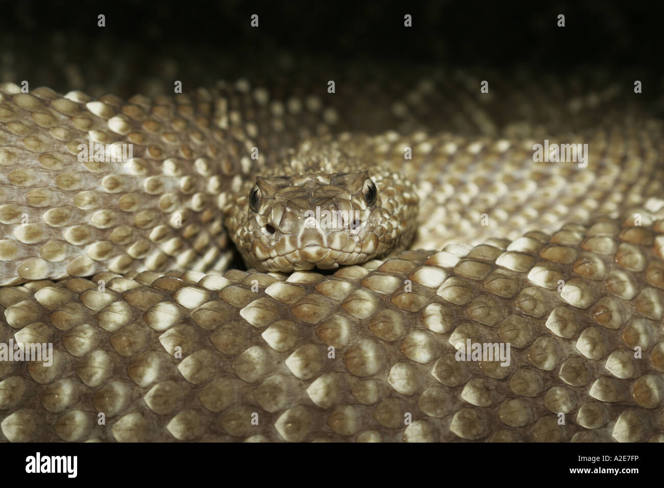 Black poisonous snake curled hi-res stock photography and images - Alamy