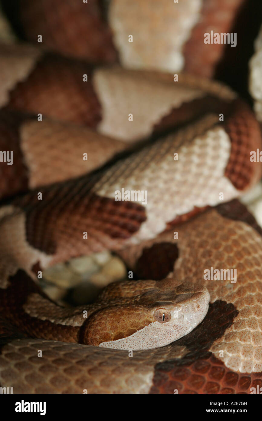 Broad banded copperhead snake hi-res stock photography and images - Alamy