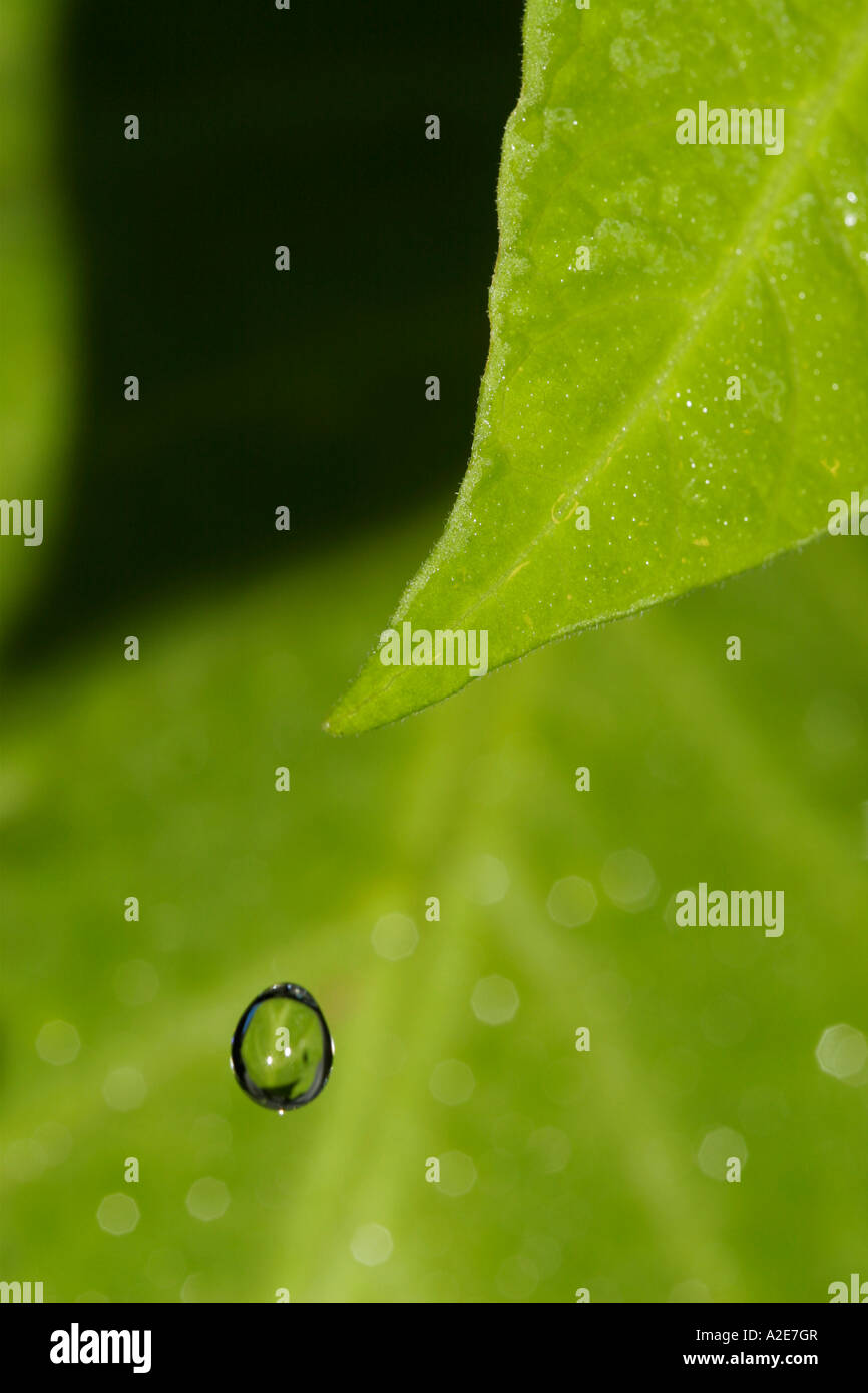 Water dropping from a leaf Stock Photo - Alamy
