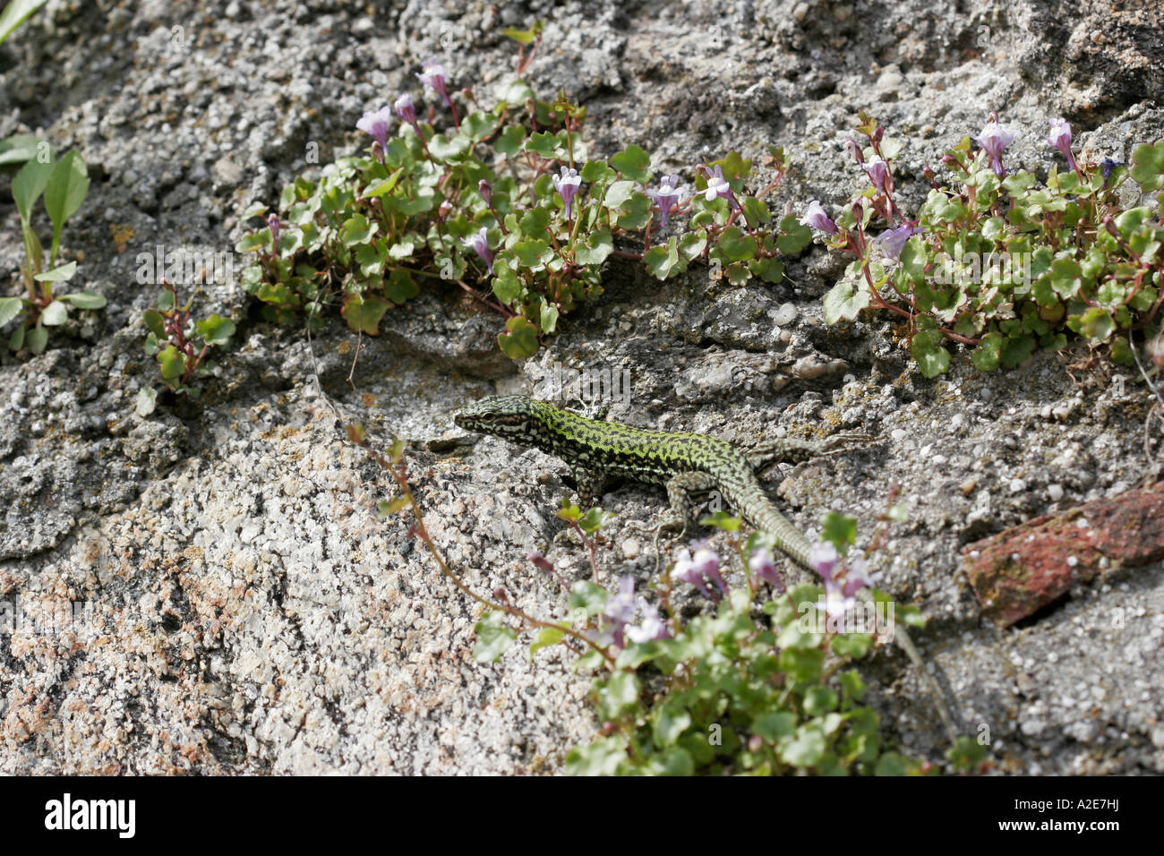 Reptile sitting scales hi-res stock photography and images - Alamy