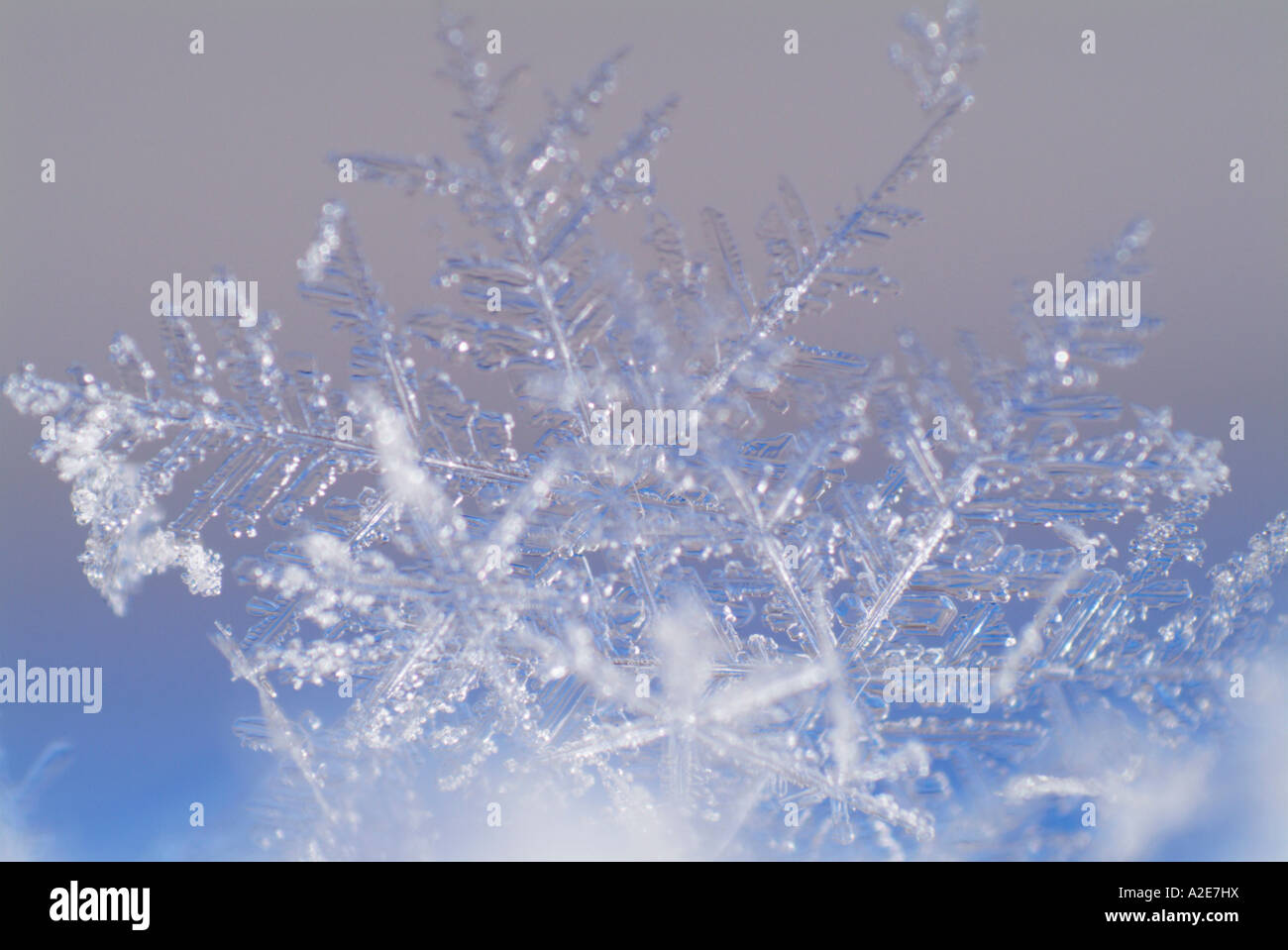 Magnified snowflake hi-res stock photography and images - Alamy