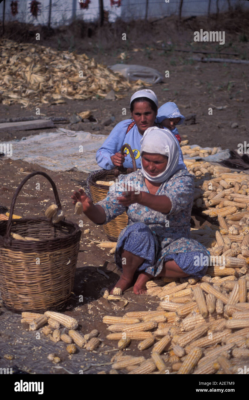 Corn husking hi-res stock photography and images - Alamy