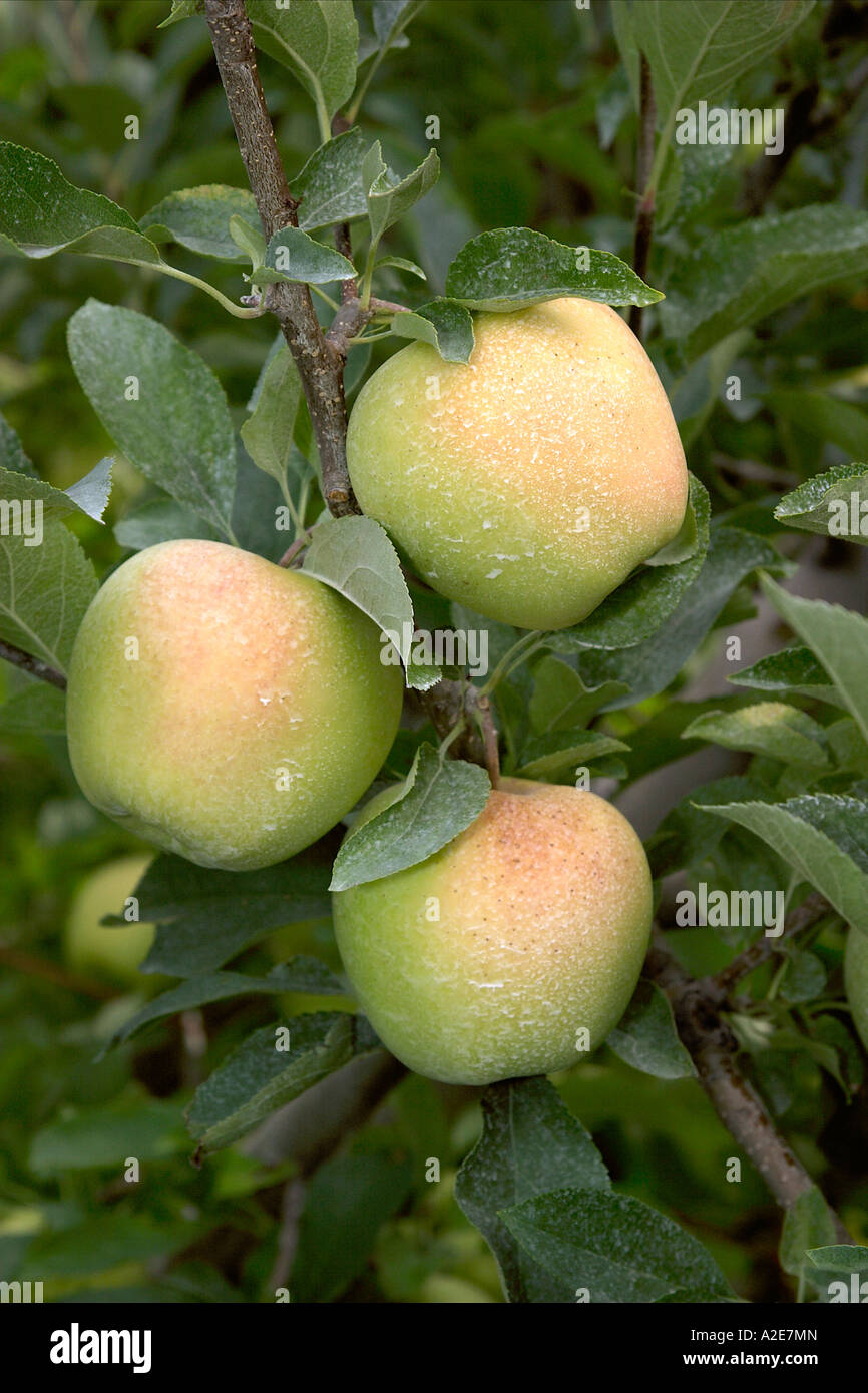 Golden Delicious apples on the tree Stock Photo - Alamy