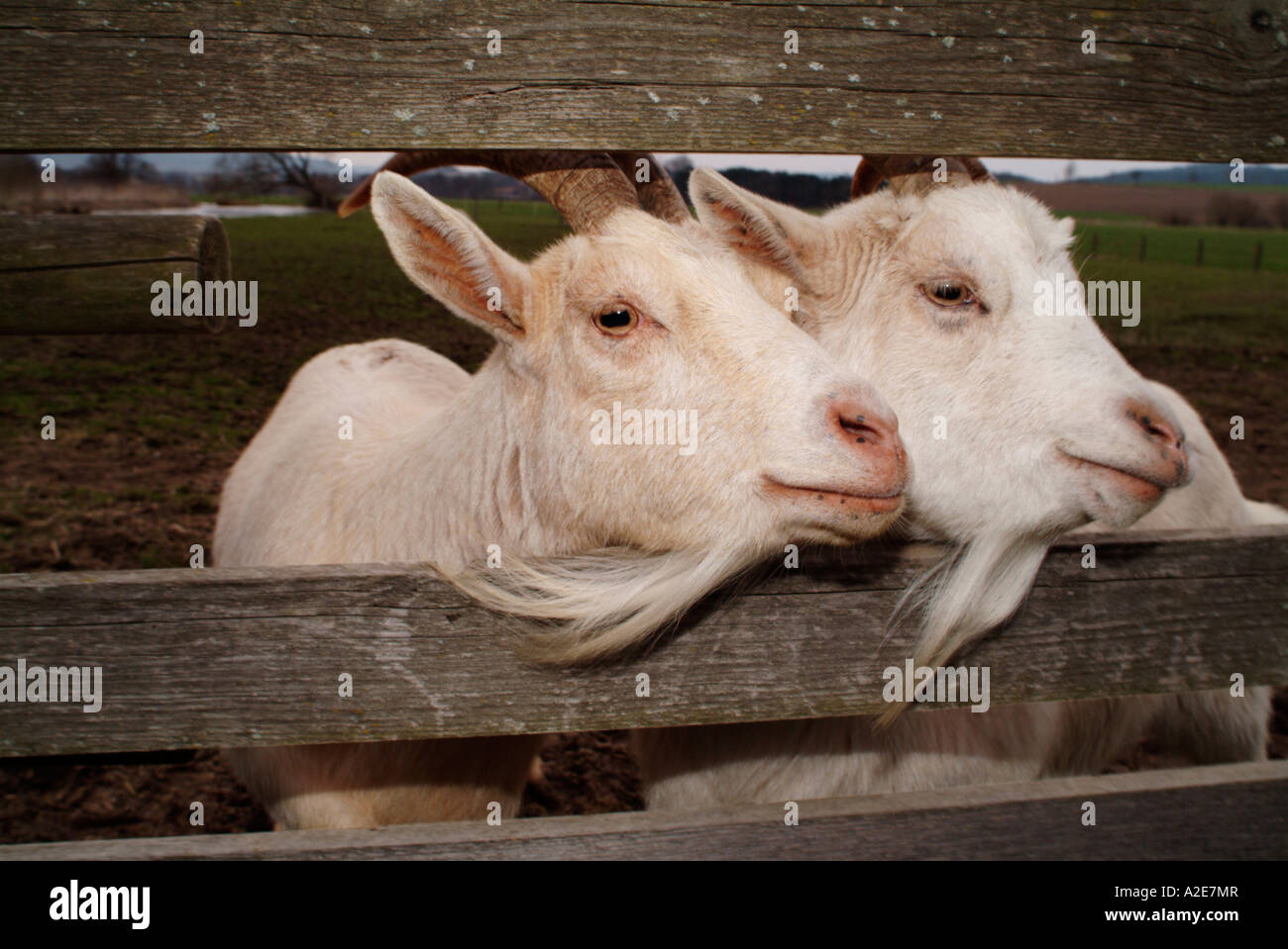 Two nosy goats hi-res stock photography and images - Alamy