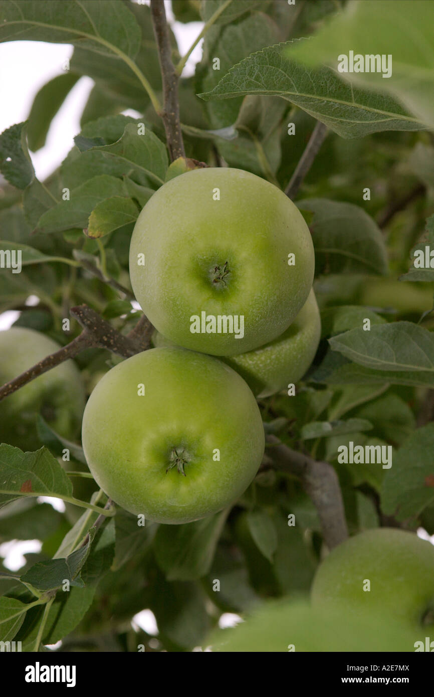 Golden Delicious apples on the tree Stock Photo - Alamy