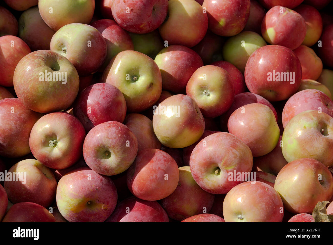 Close up of Fuji apples in a bin Stock Photo - Alamy