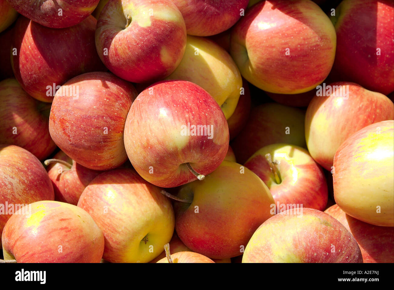 Pinova hi-res stock photography and images - Alamy