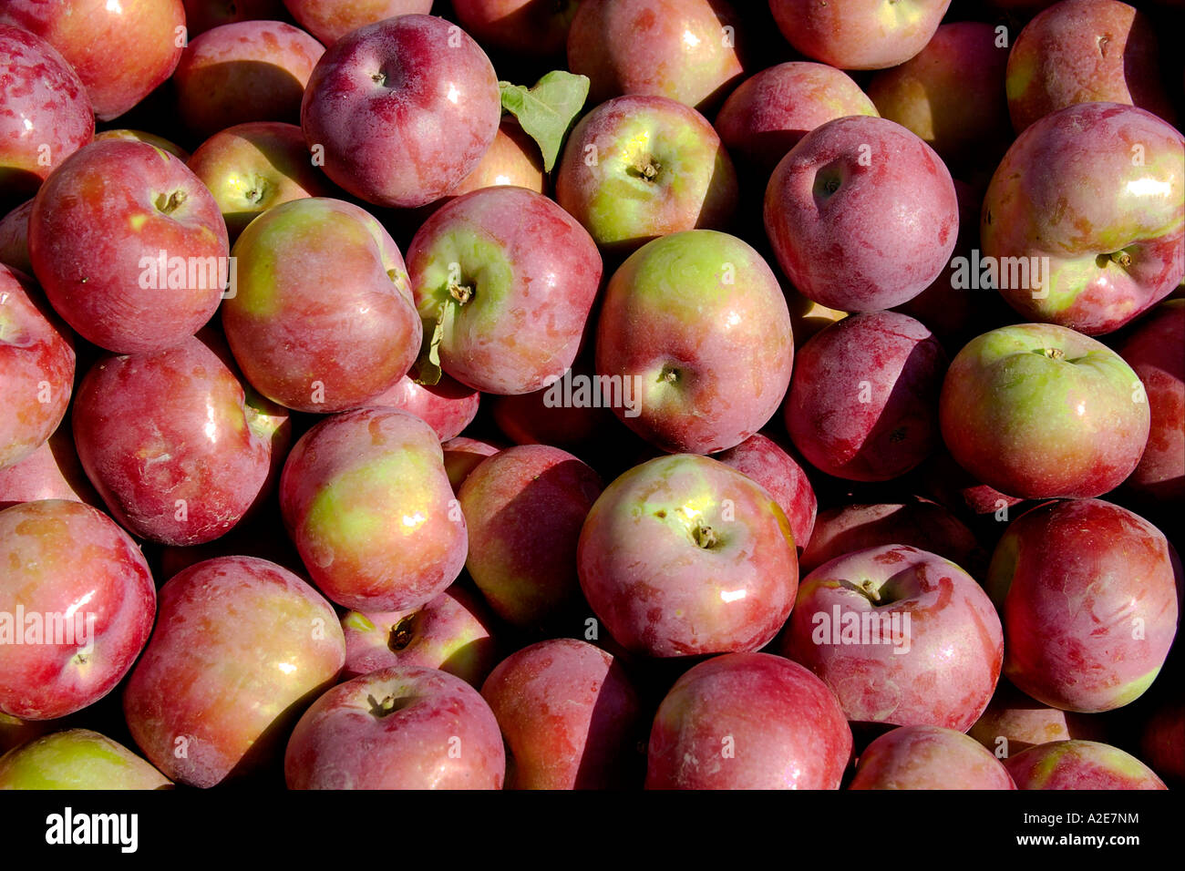 Mcintosh apples hi-res stock photography and images - Alamy