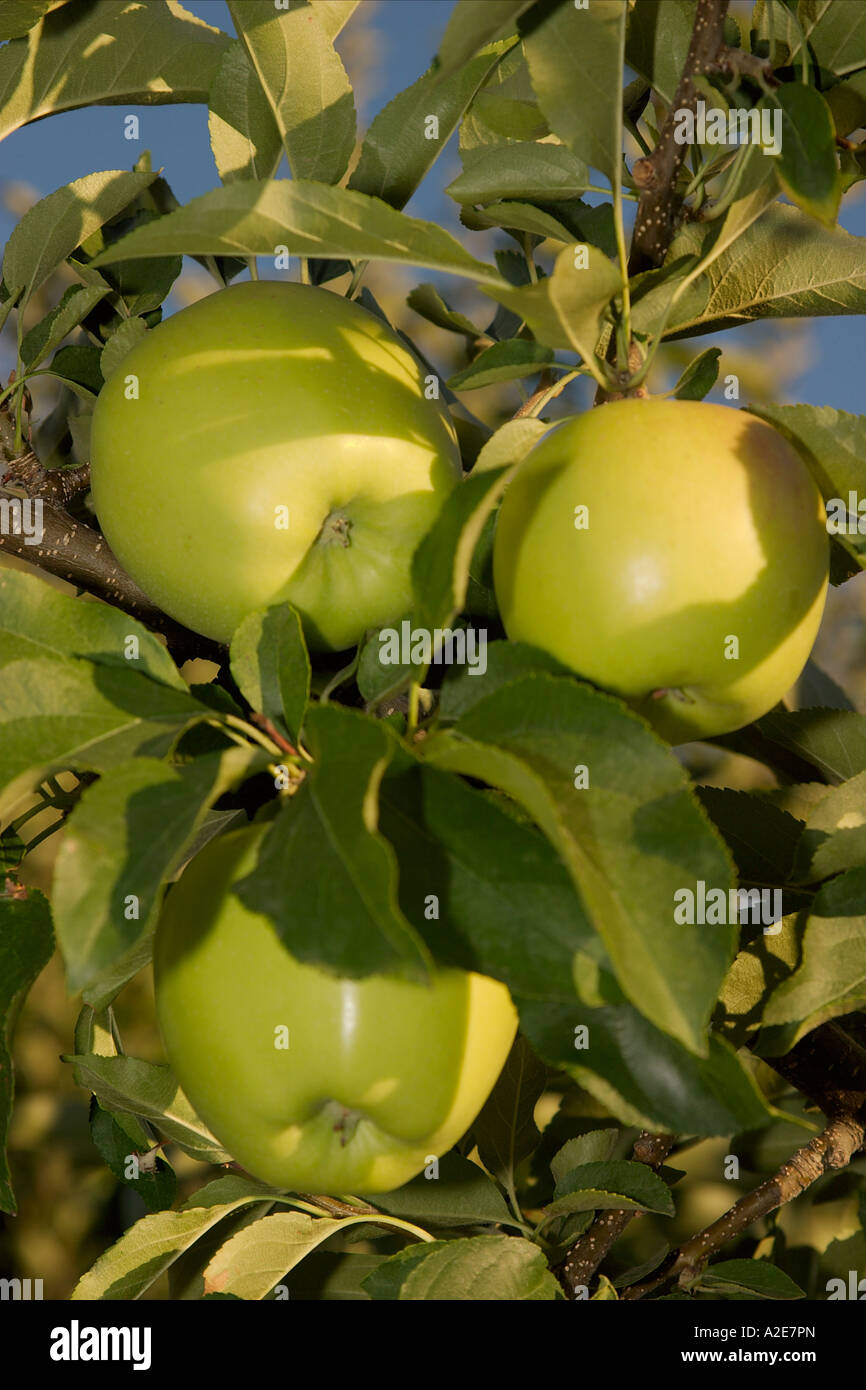 Golden Delicious apples on a tree ready to be picked Stock Photo - Alamy