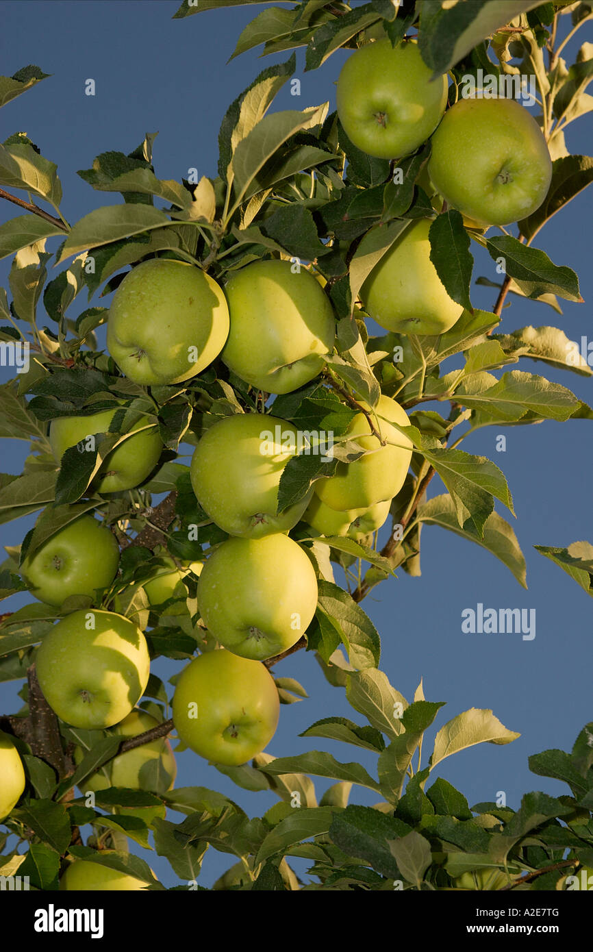 Golden Delicious apples on a tree ready to be picked Stock Photo - Alamy