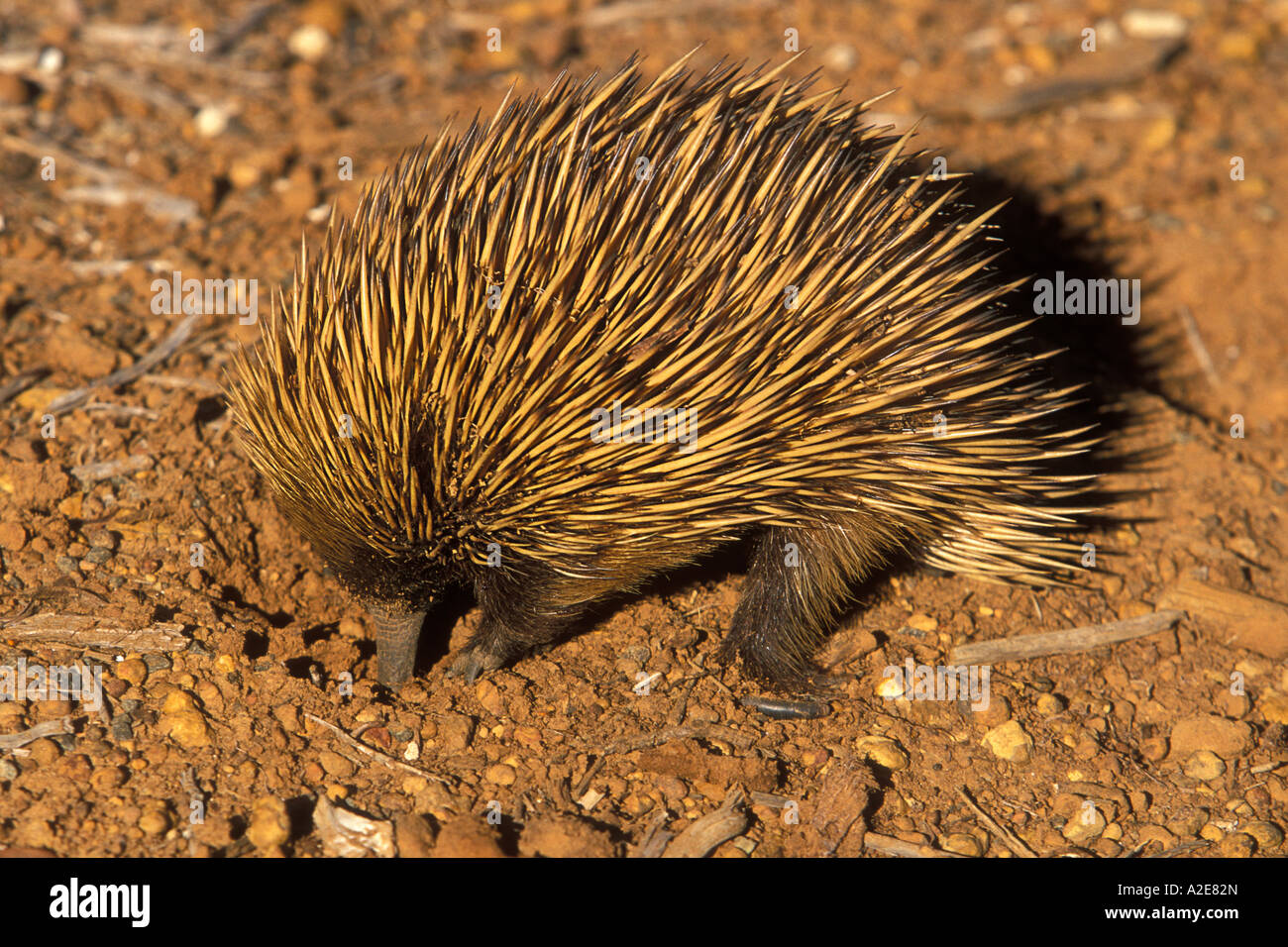 The short beaked echidna or spiny anteater digging for food by the ...
