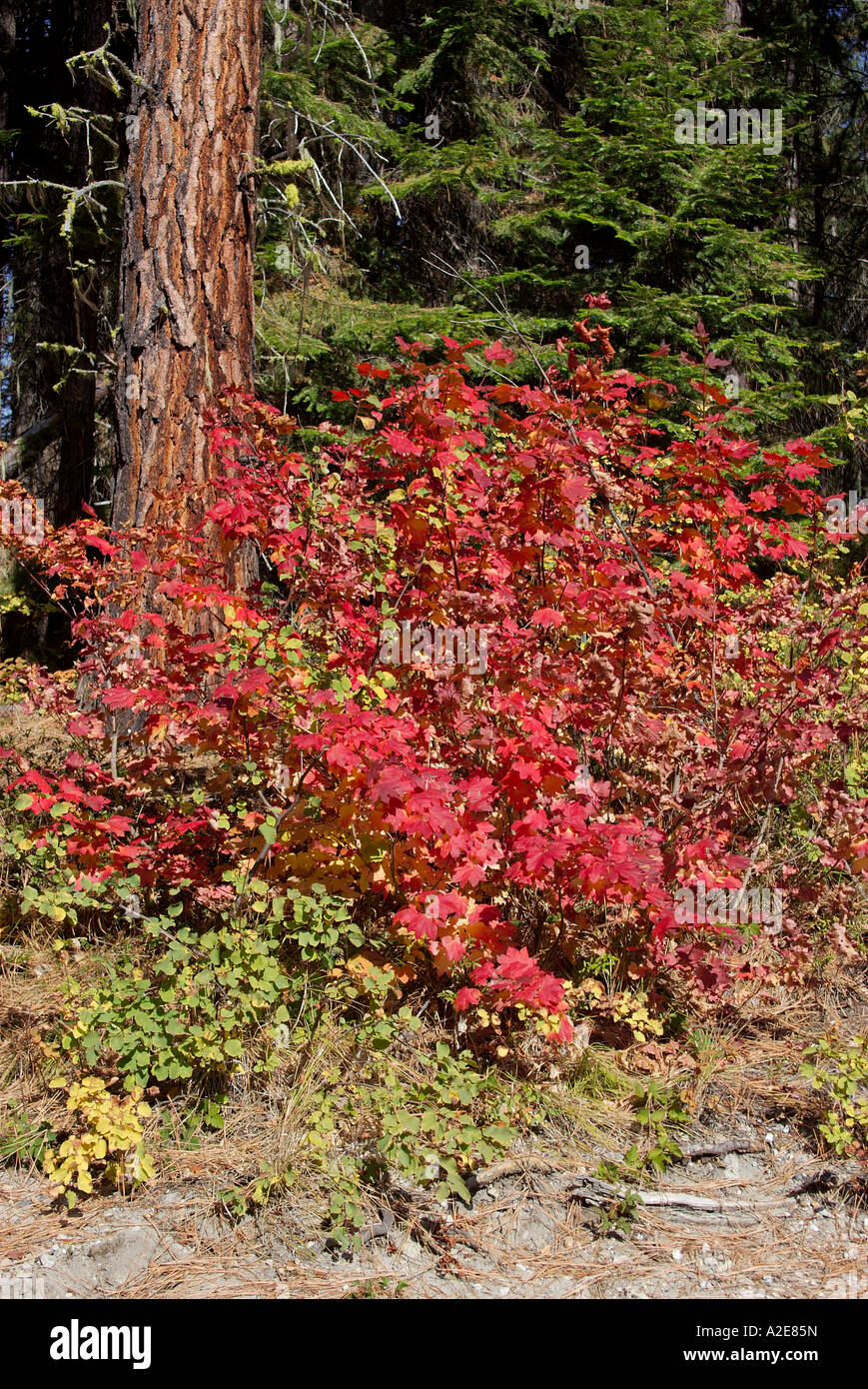 Vine maple leaves turning color in the fall Stock Photo - Alamy