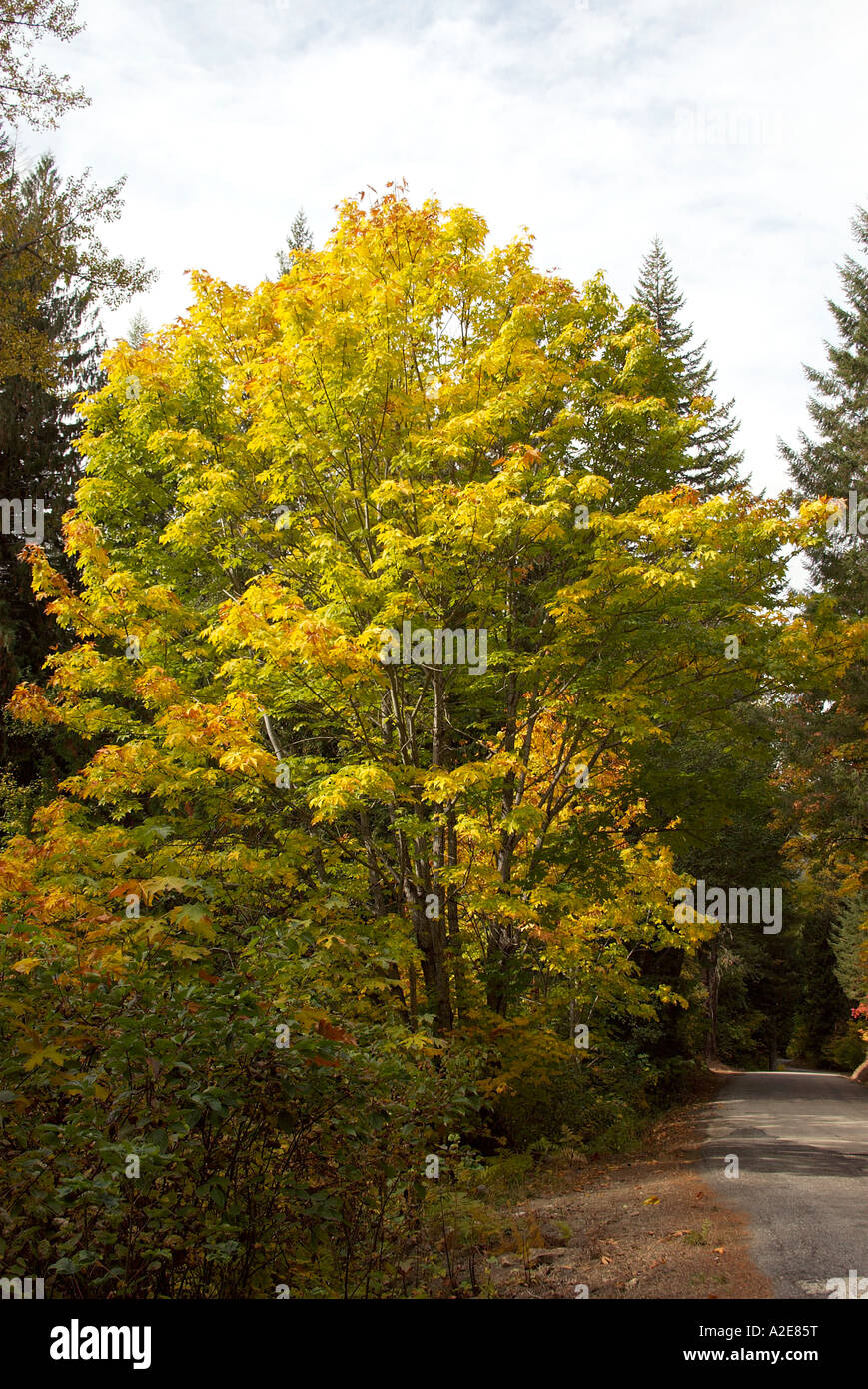Tree turning colors along a road in the fall Stock Photo - Alamy